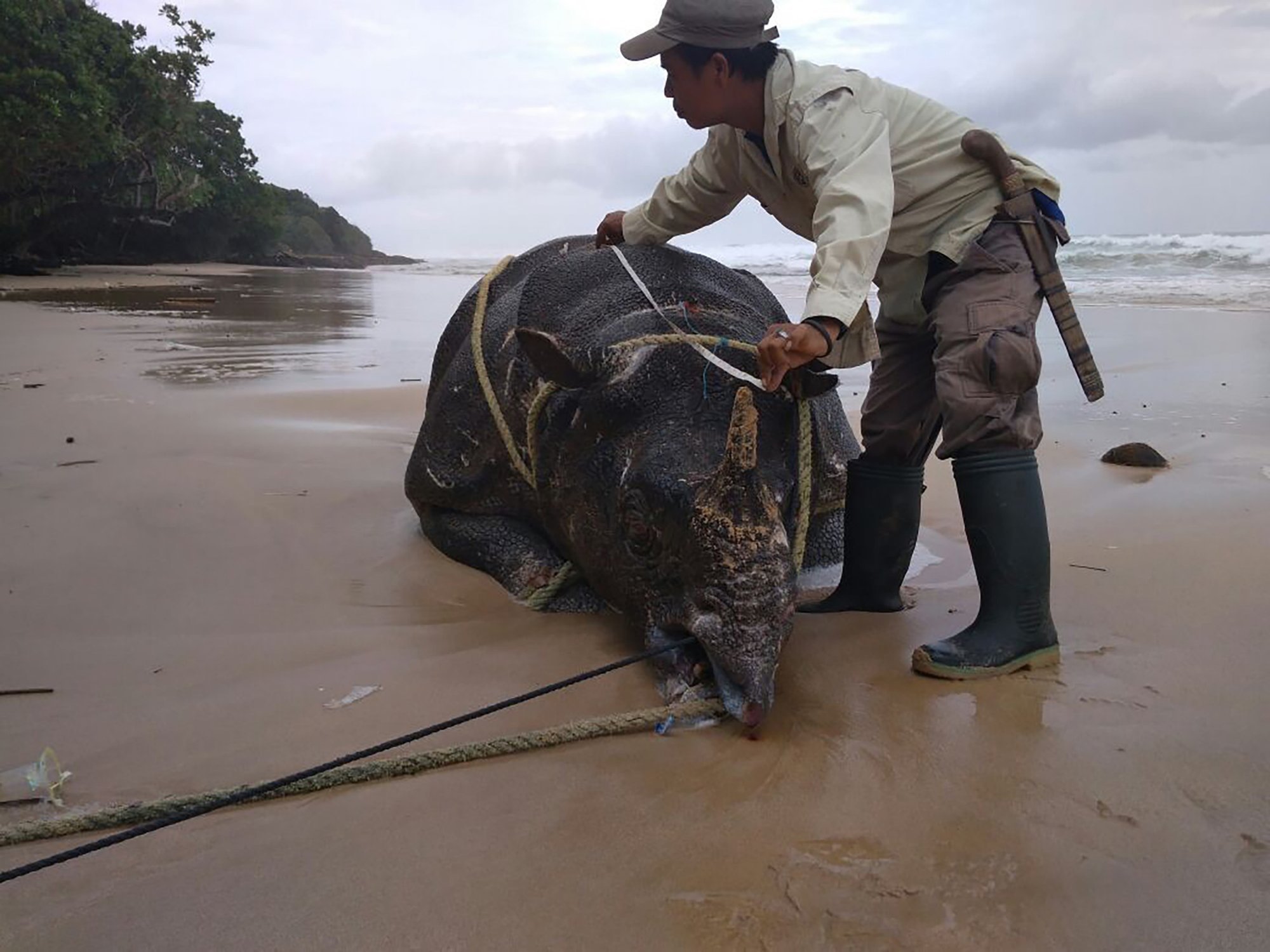 Indonezijoje nugaišo sparčiai nykstančios rūšies raganosis - Delfi mokslas