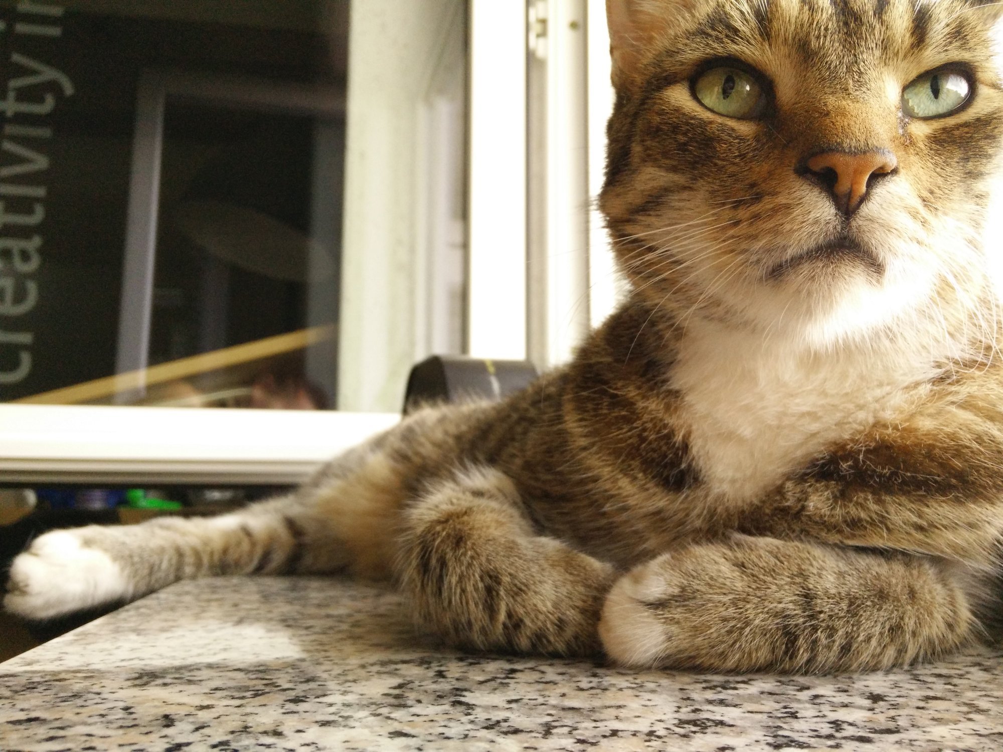 Šis katinas neatrodo labai patenkintas nauju šeimos nariu - Letena.lt
