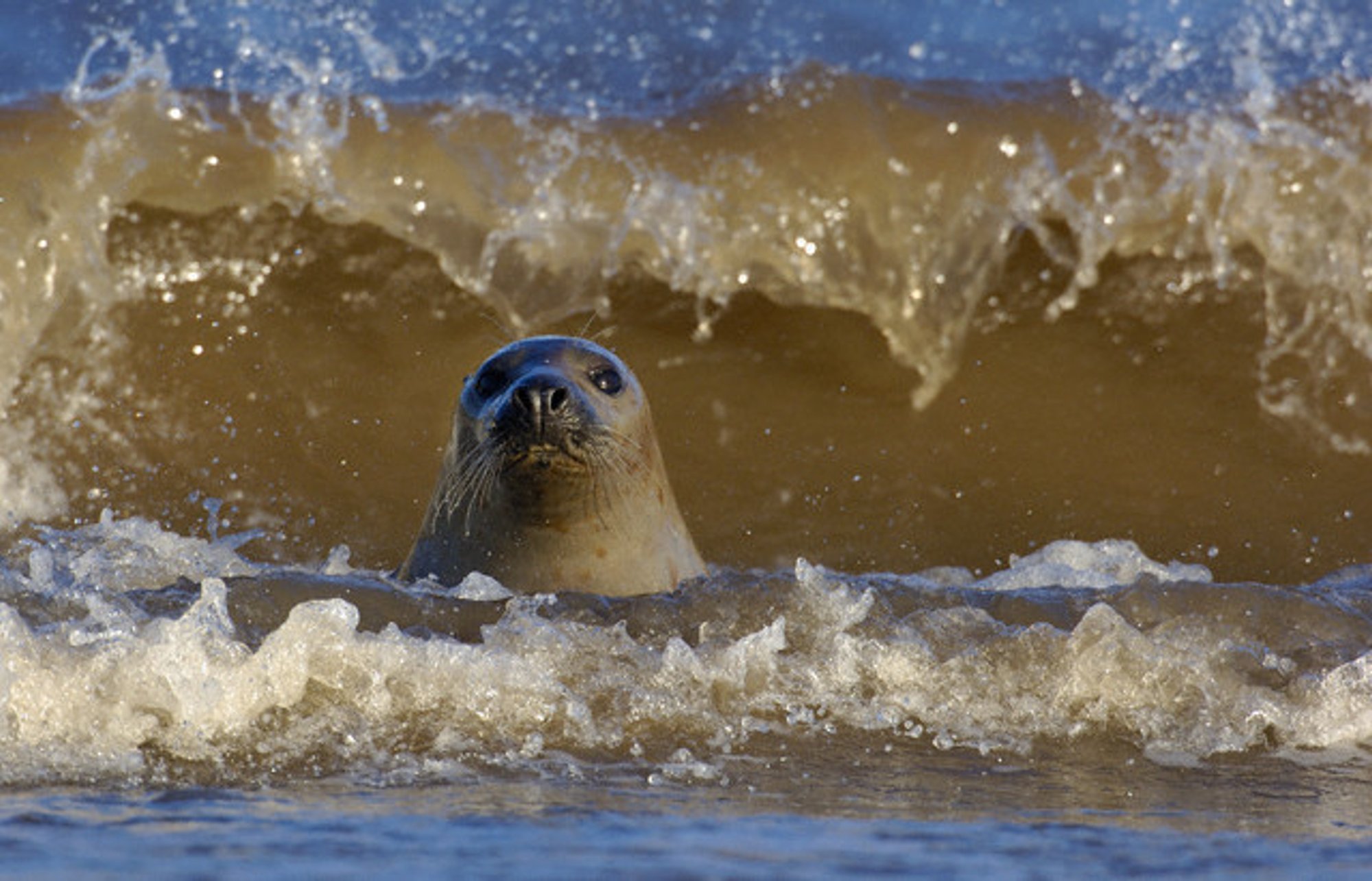 Ruoniai grįžta į Baltijos jūrą - Delfi grynas