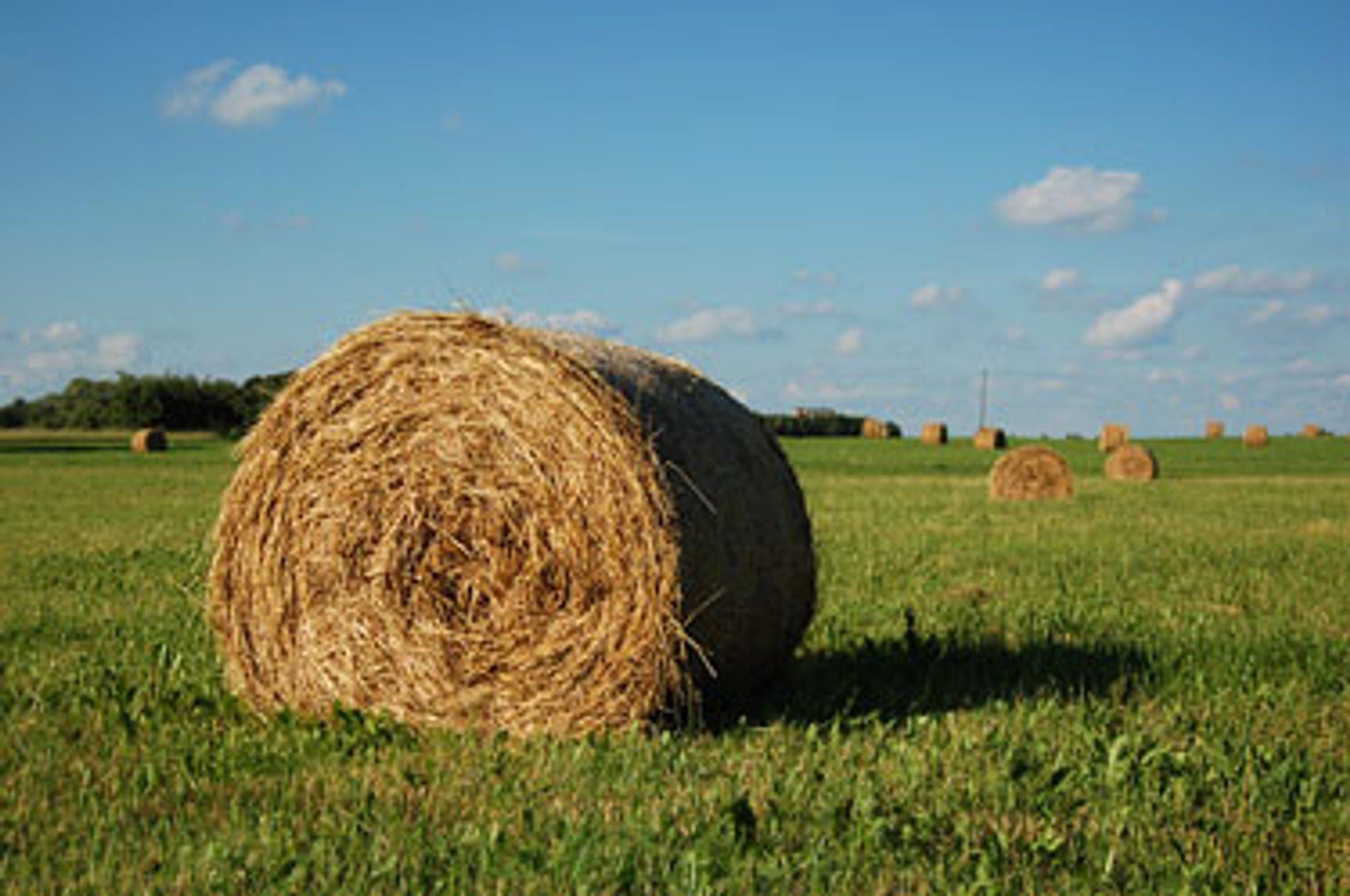 Žemdirbiai nerimauja ir dėl derliaus, ir dėl išmokų - Delfi agro