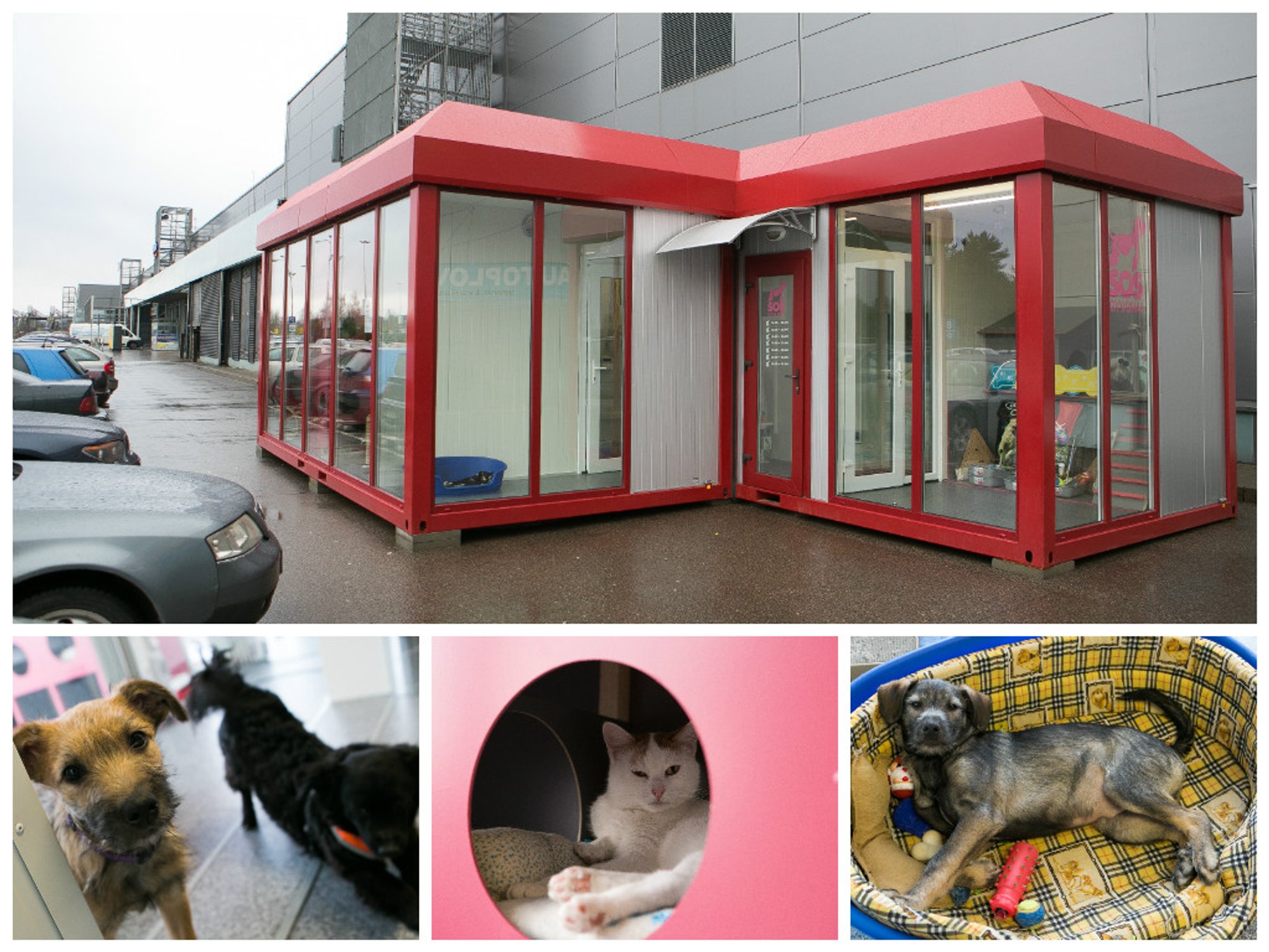 Gyvūnų prieglauda prie prekybos centro įkūrė „akvariumą“ - Delfi grynas