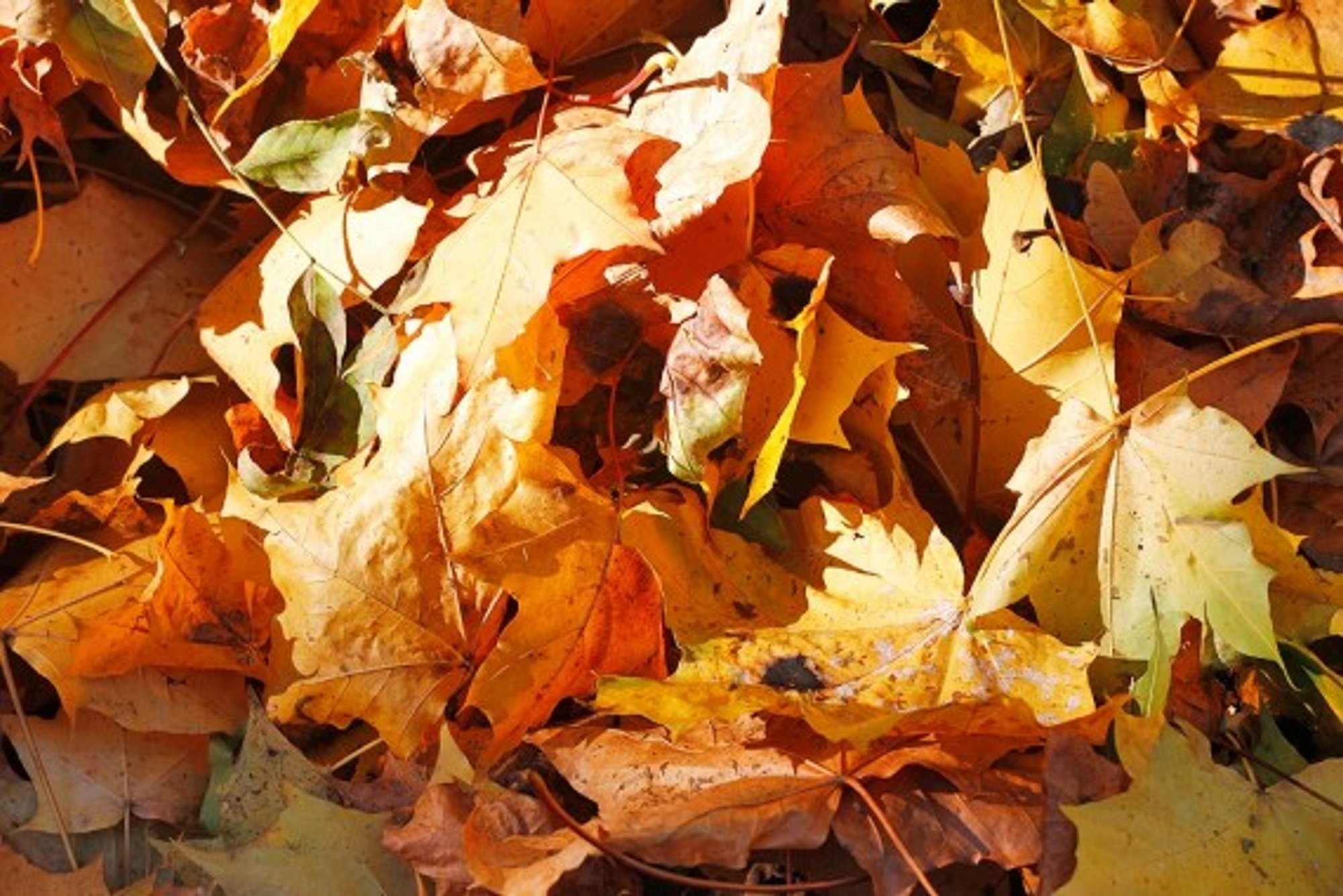 Mokslininkas nustatė, kodėl rudenį lapai keičia spalvą - Delfi grynas