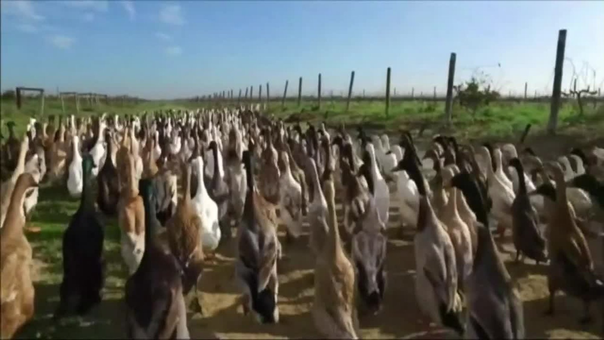 Pietų Afrikos vynuogynus gelbėja kovingai nusiteikusios antys bėgikės ...
