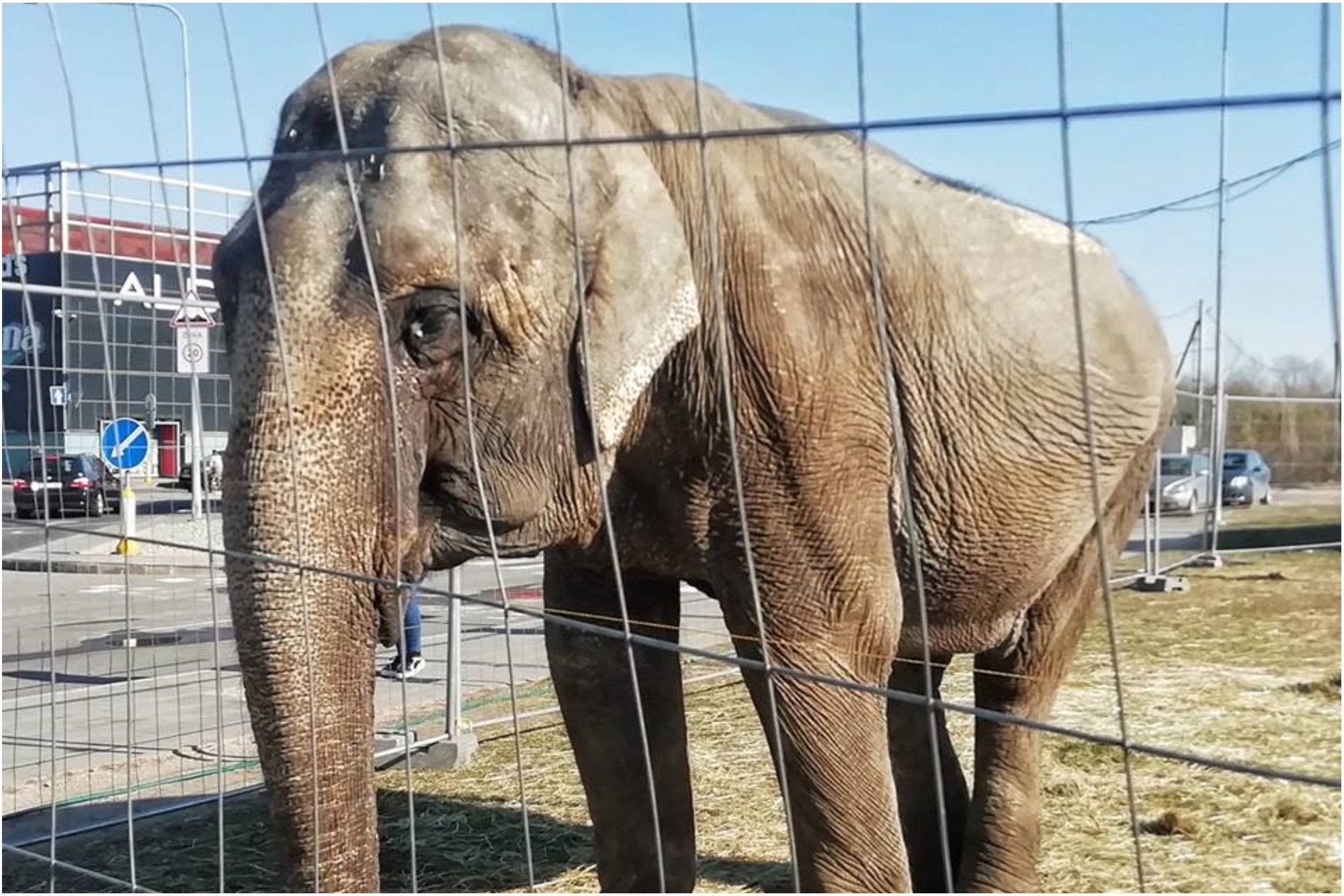 Czech circus' elephant shows banned in country - Delfi EN