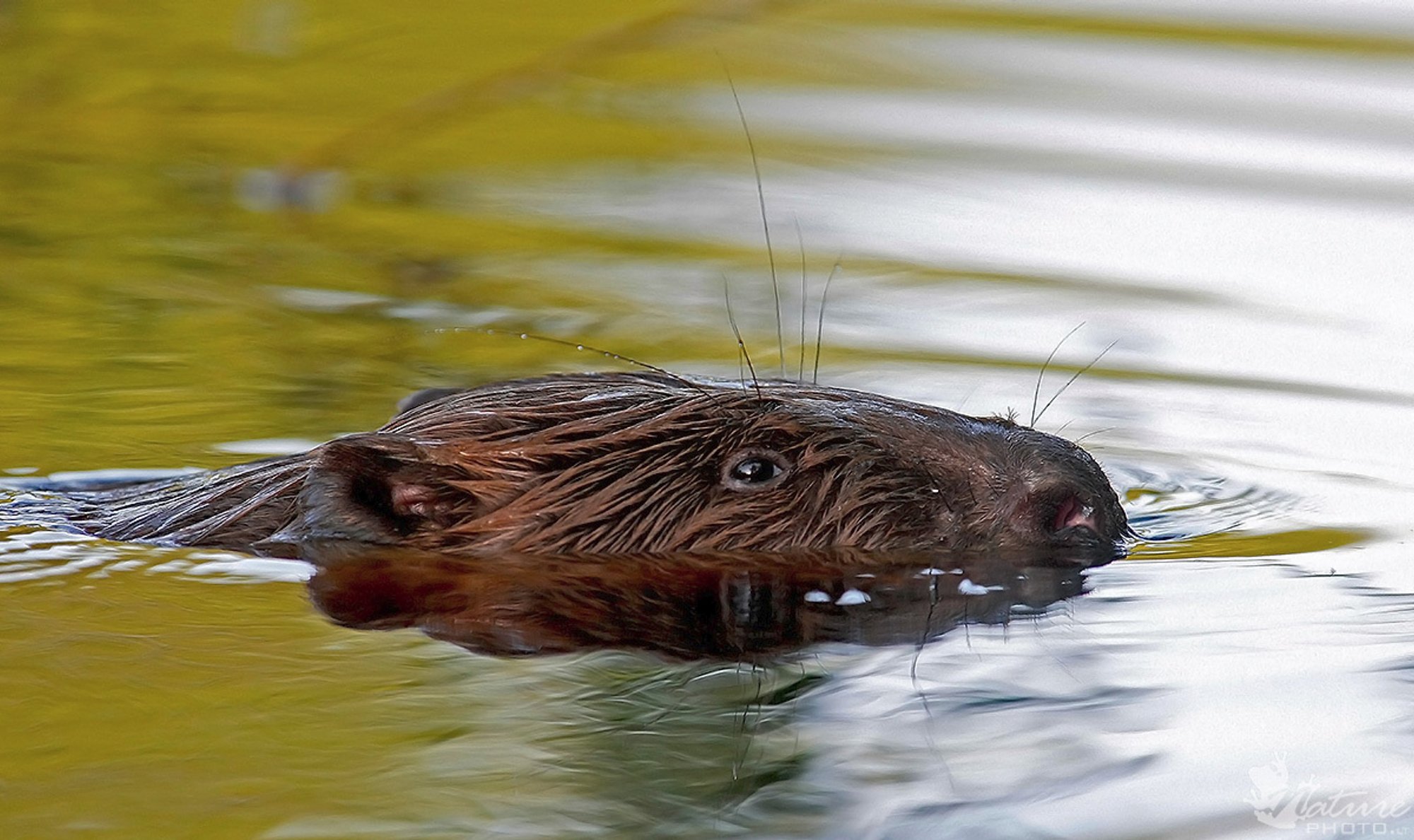 Pagaliu keturis bebrus uždaužęs medžiotojas sulaukė teismo verdikto ...
