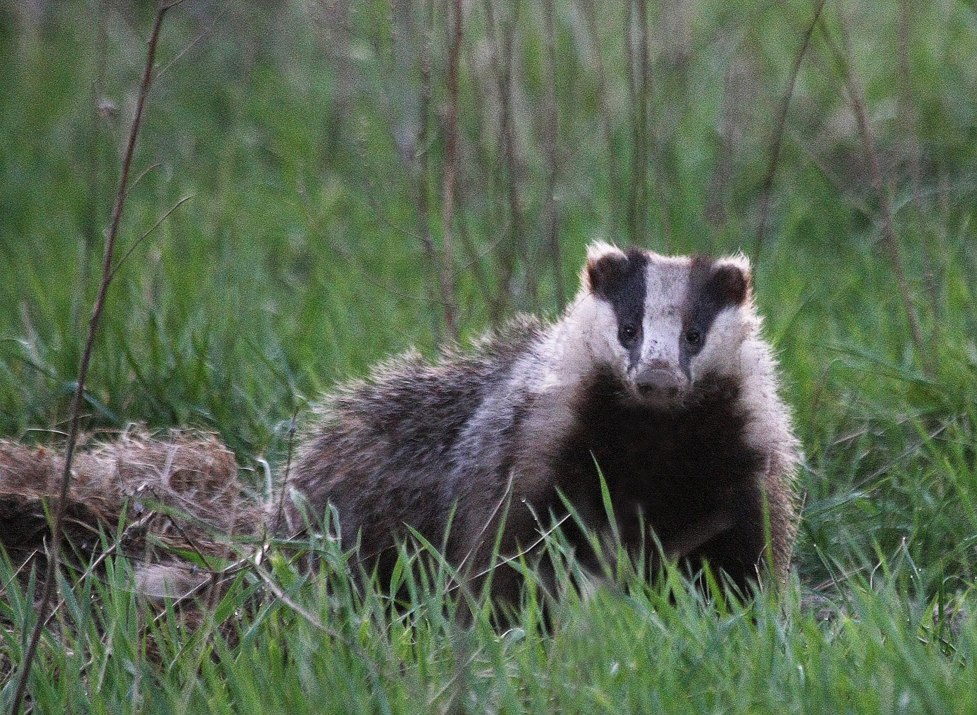 Kokius pavojus kelia barsukai ir gandrai? - Delfi