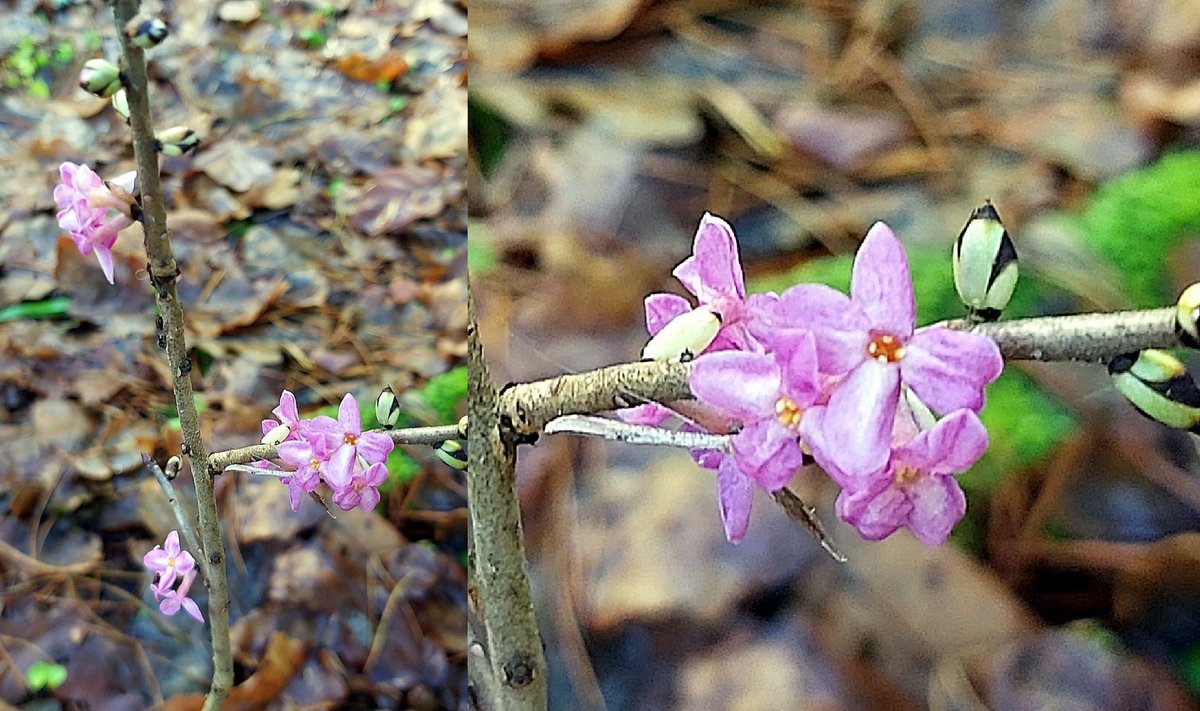 Pražydo nuodingiausiu tituluojamas Lietuvos augalas - Delfi grynas