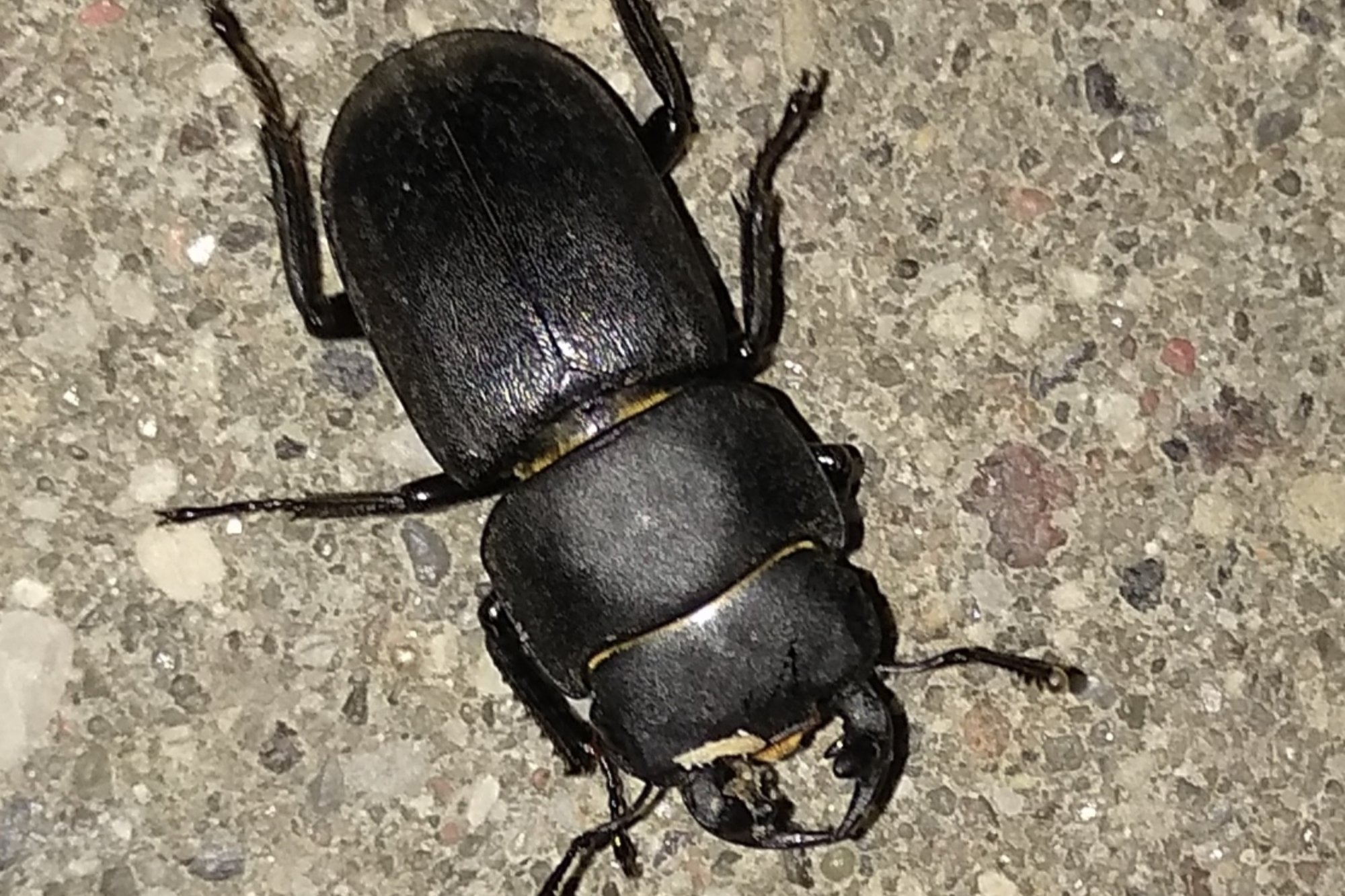 Skaitytojo klausimas: kaip vadinasi šis didelis vabalas? - Delfi grynas