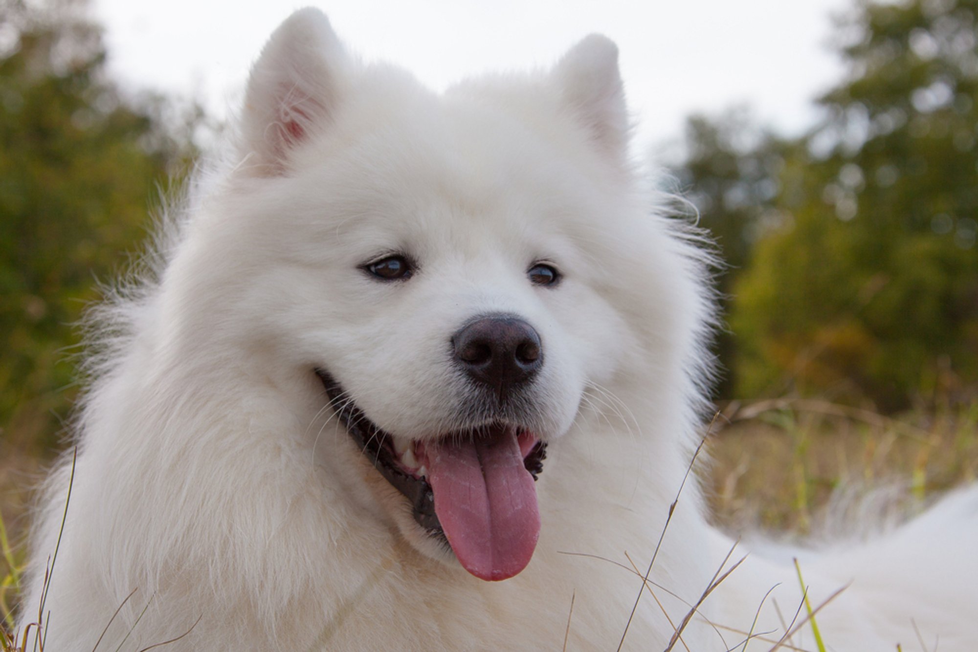 Samojedai – laimingiausi šunys pasaulyje - Delfi gyvenimas