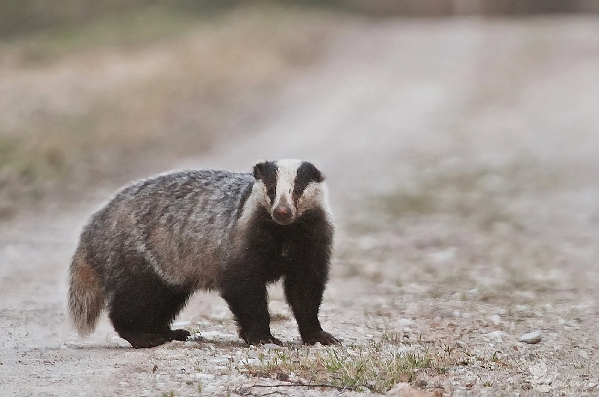 Barsukas pranašauja, koks bus pavasaris: ar jau matyti jo pabudimo ...