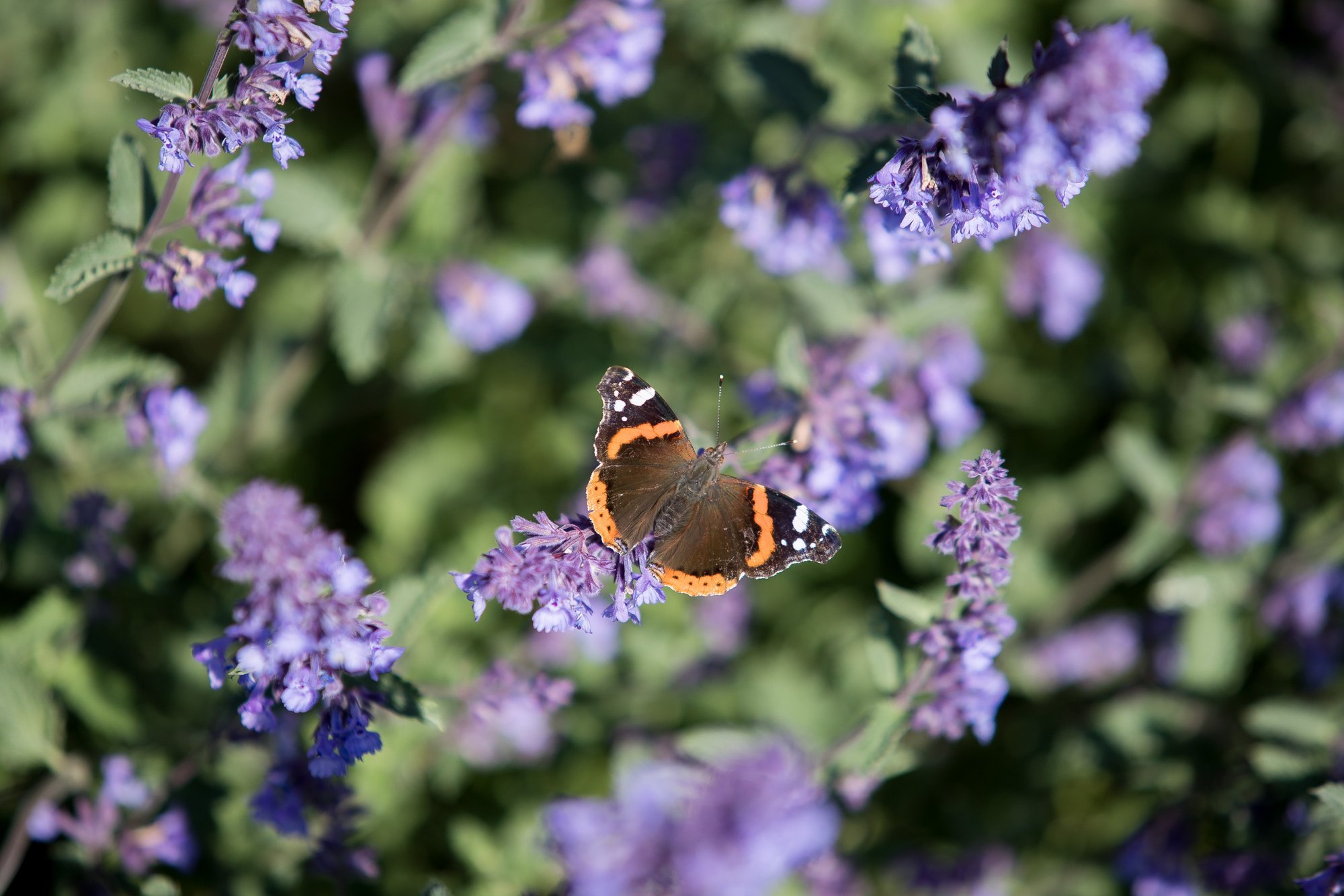 Labiausiai mokslininkus kankinantis klausimas gali būti atsakytas: mano žinantys, kaip Žemėje ...