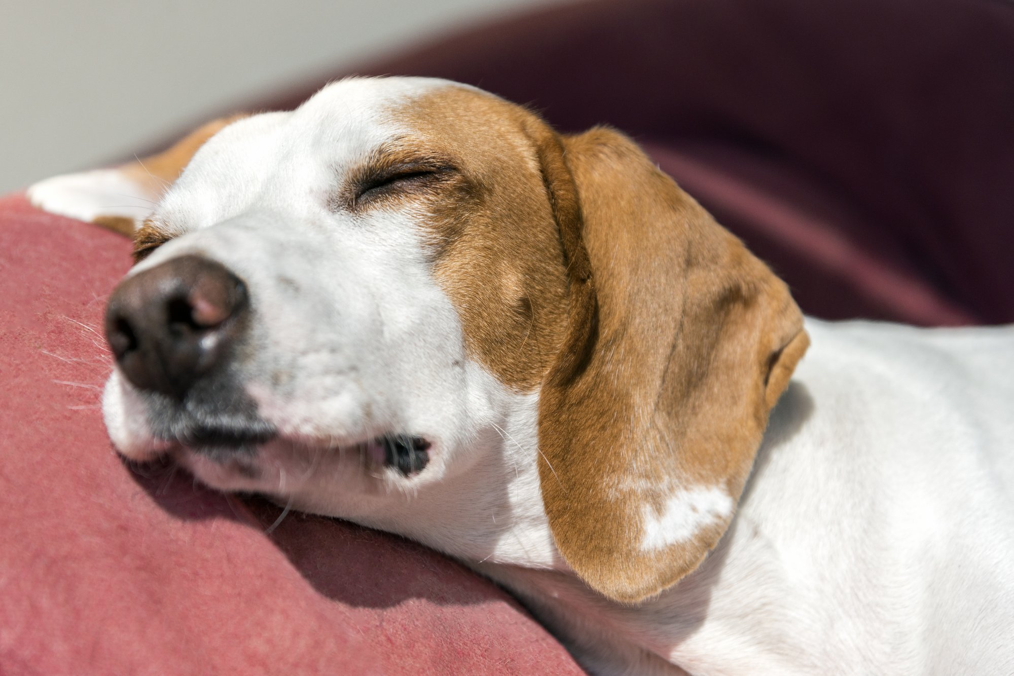 Kodėl šunys sukasi vietoje prieš atsigulant miegoti? - Letena.lt