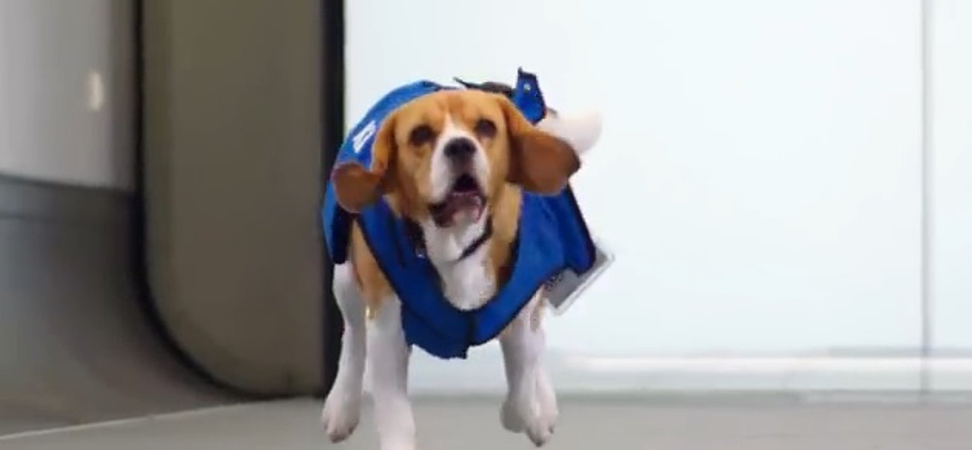 Amsterdamo oro uoste šuo grąžina pamestus daiktus - Delfi grynas