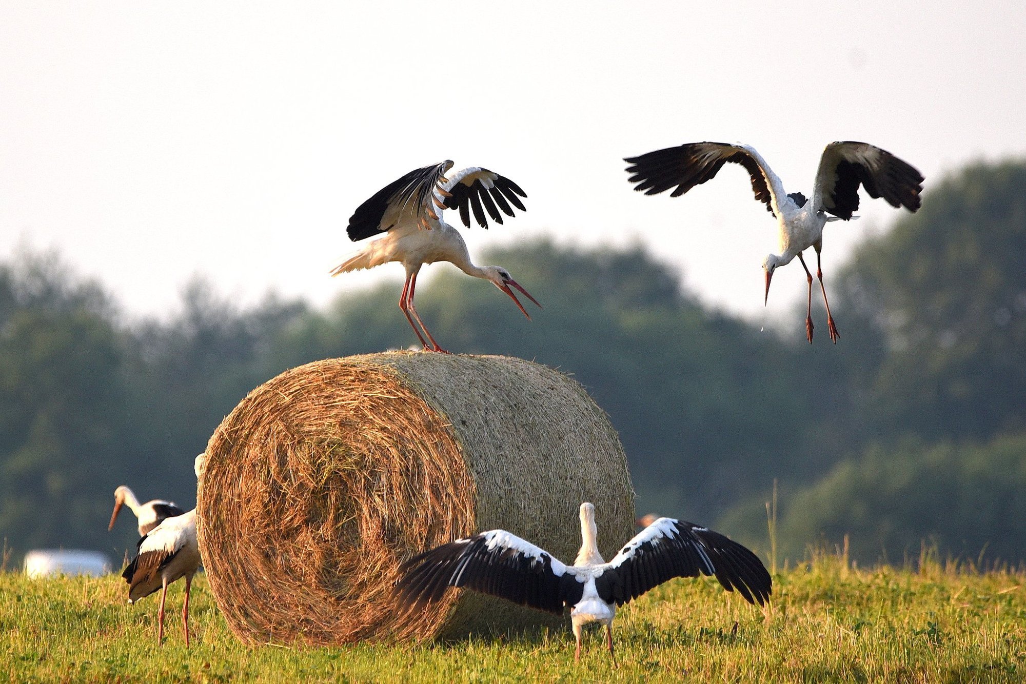 Apie vasaros pabaigą pirmieji praneša gandrai: prieš paliekant Lietuvą ...