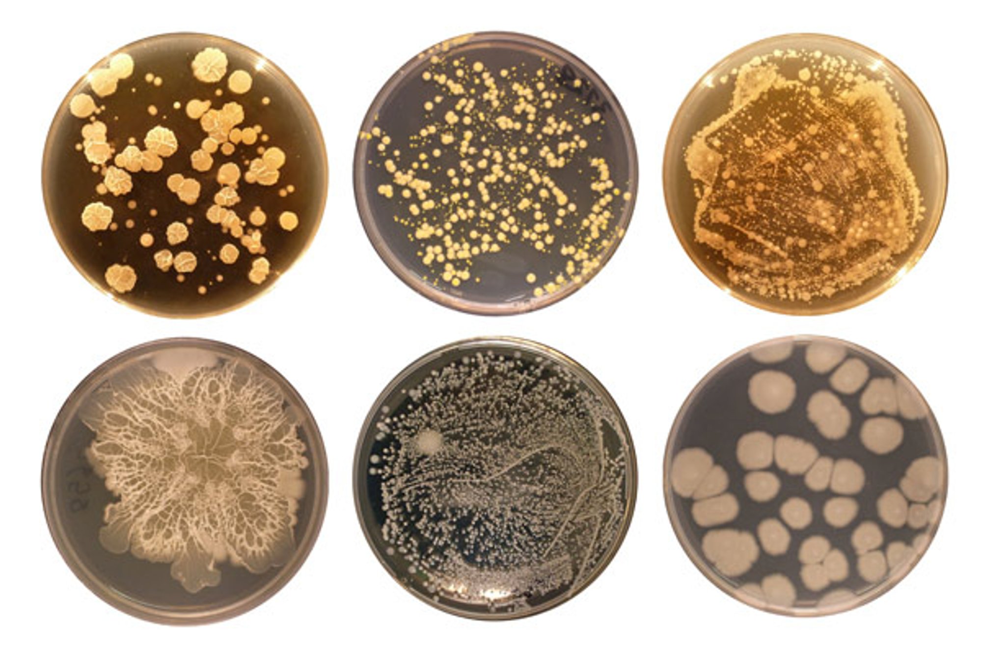 Nauja grėsmė besivystančioms šalims - biologinis piratavimas - Delfi grynas