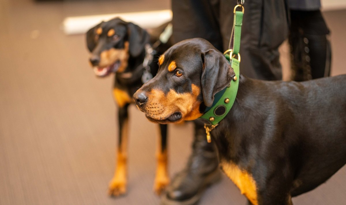 Šunų ir žmonių bendrystės rekordo siekimas Vilniuje - Letena.lt
