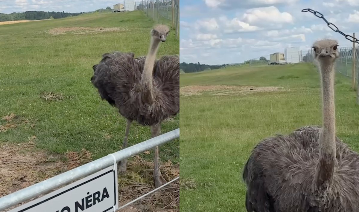 Papiktino parke išvystas elgesys su stručiu - Delfi kartu