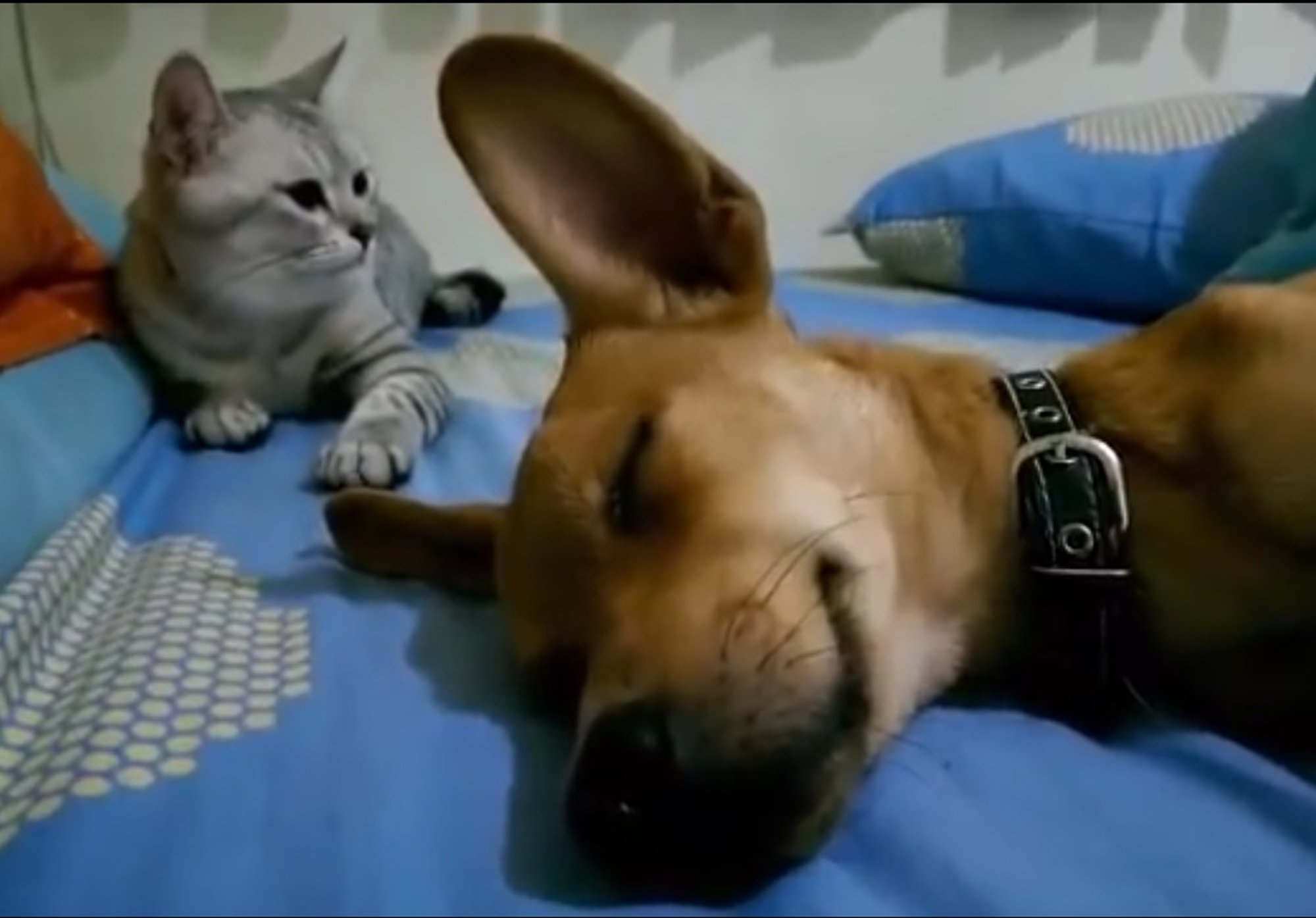 Dienos video: katė piktybiškai neleidžia šuniui miegoti - Letena.lt