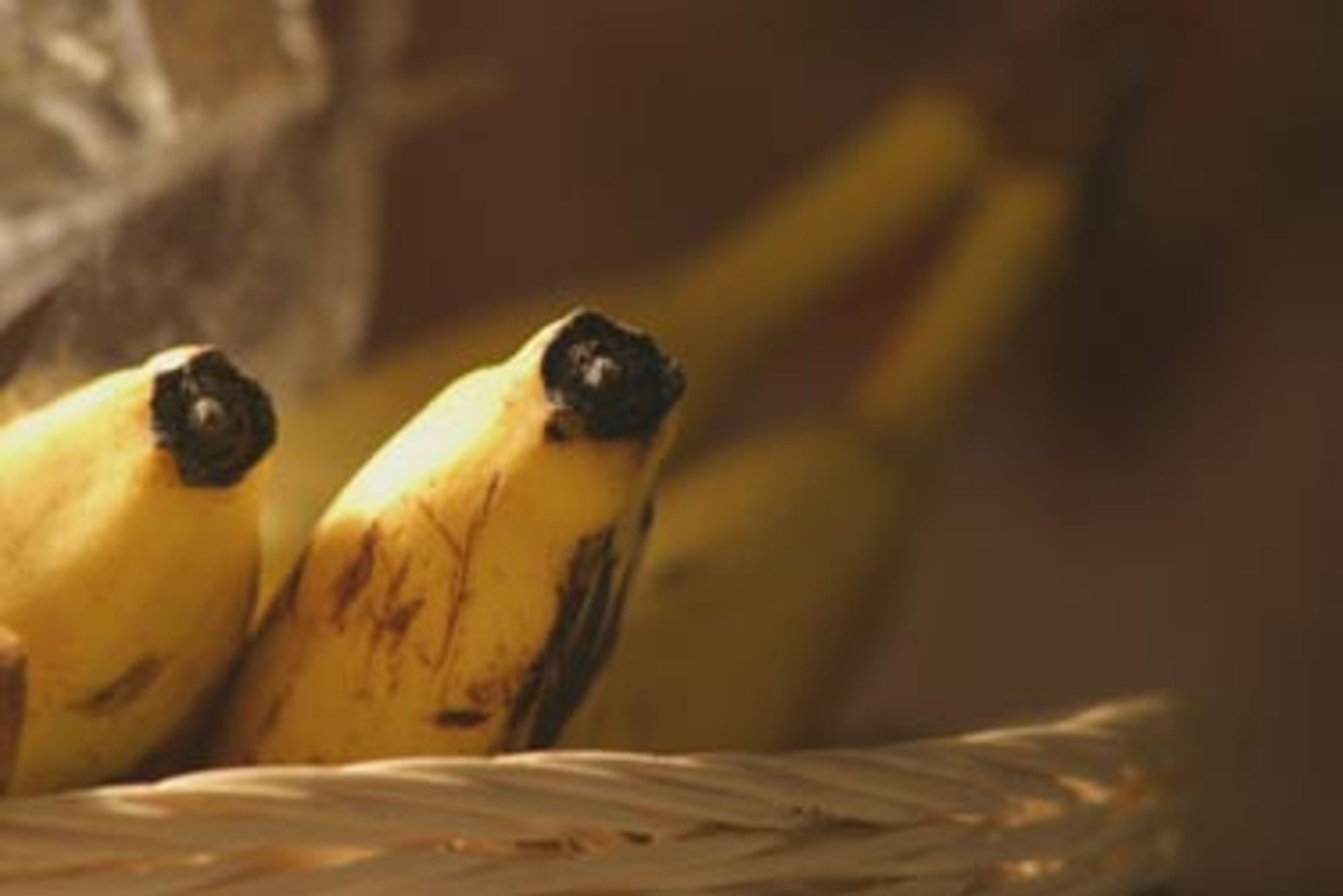 Tropikai Lietuvoje? - Delfi mokslas