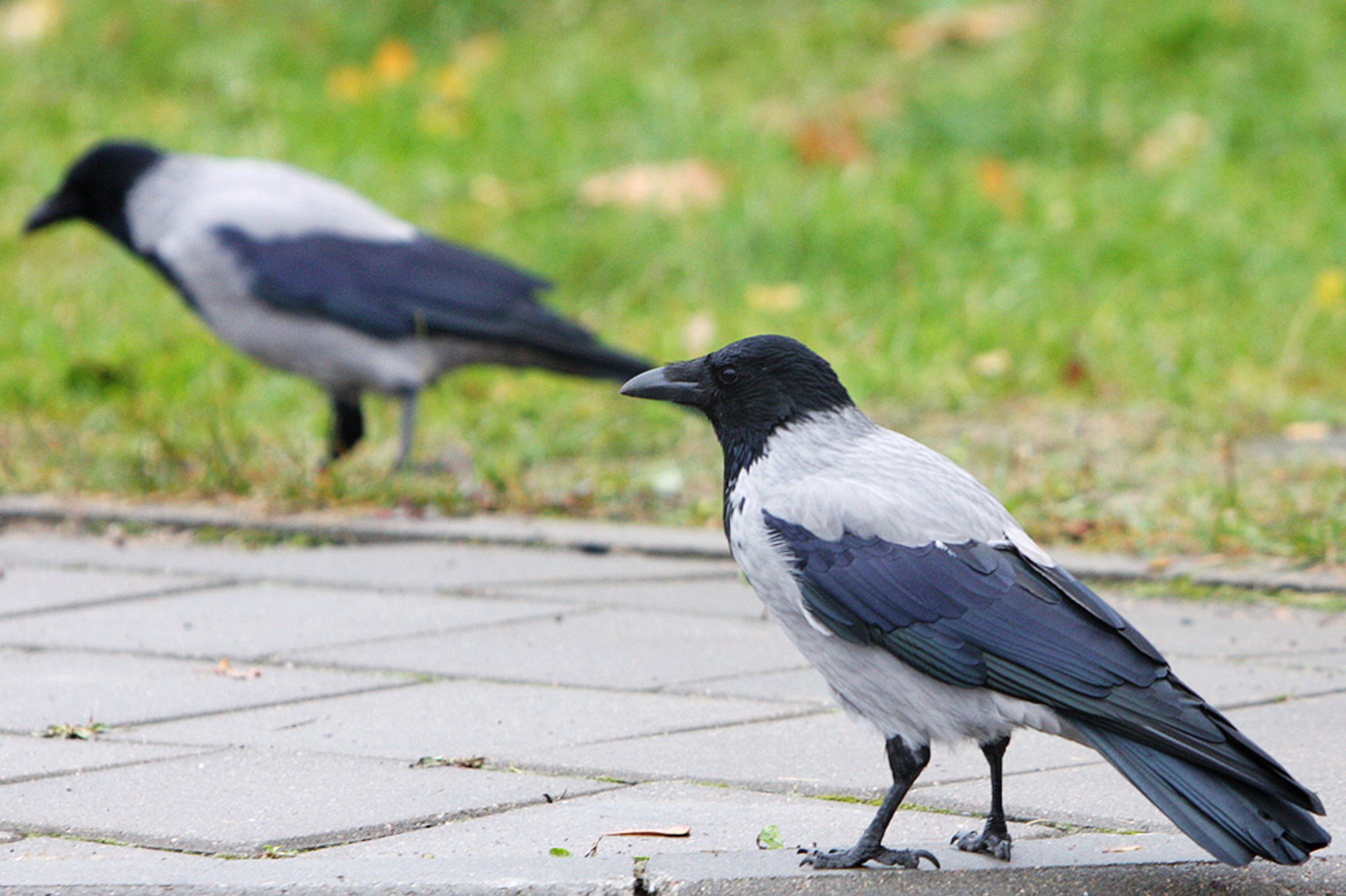 Varnos atpažįsta pavojų keliančius veidus - Delfi mokslas