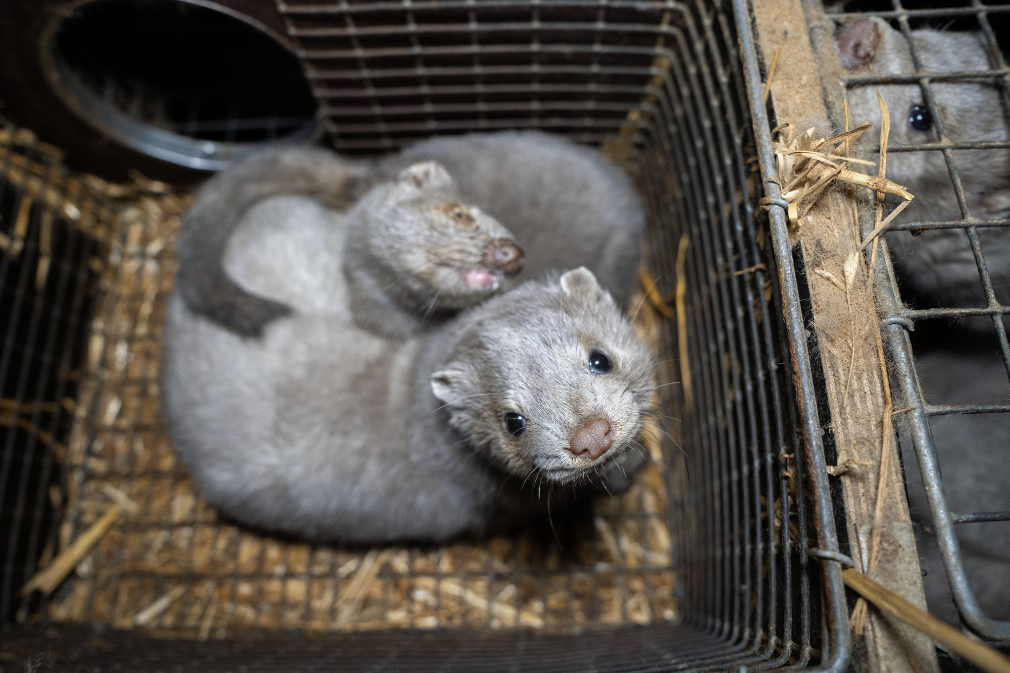Banning fur farms does not ensure animal welfare as animals will be ...