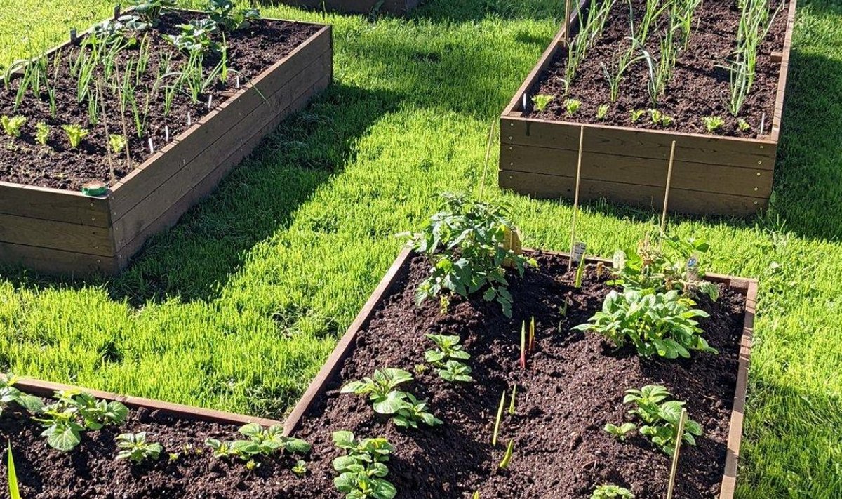 Kaip įsirengti medines pakeltas lysves – sodininko patarimai - Delfi agro