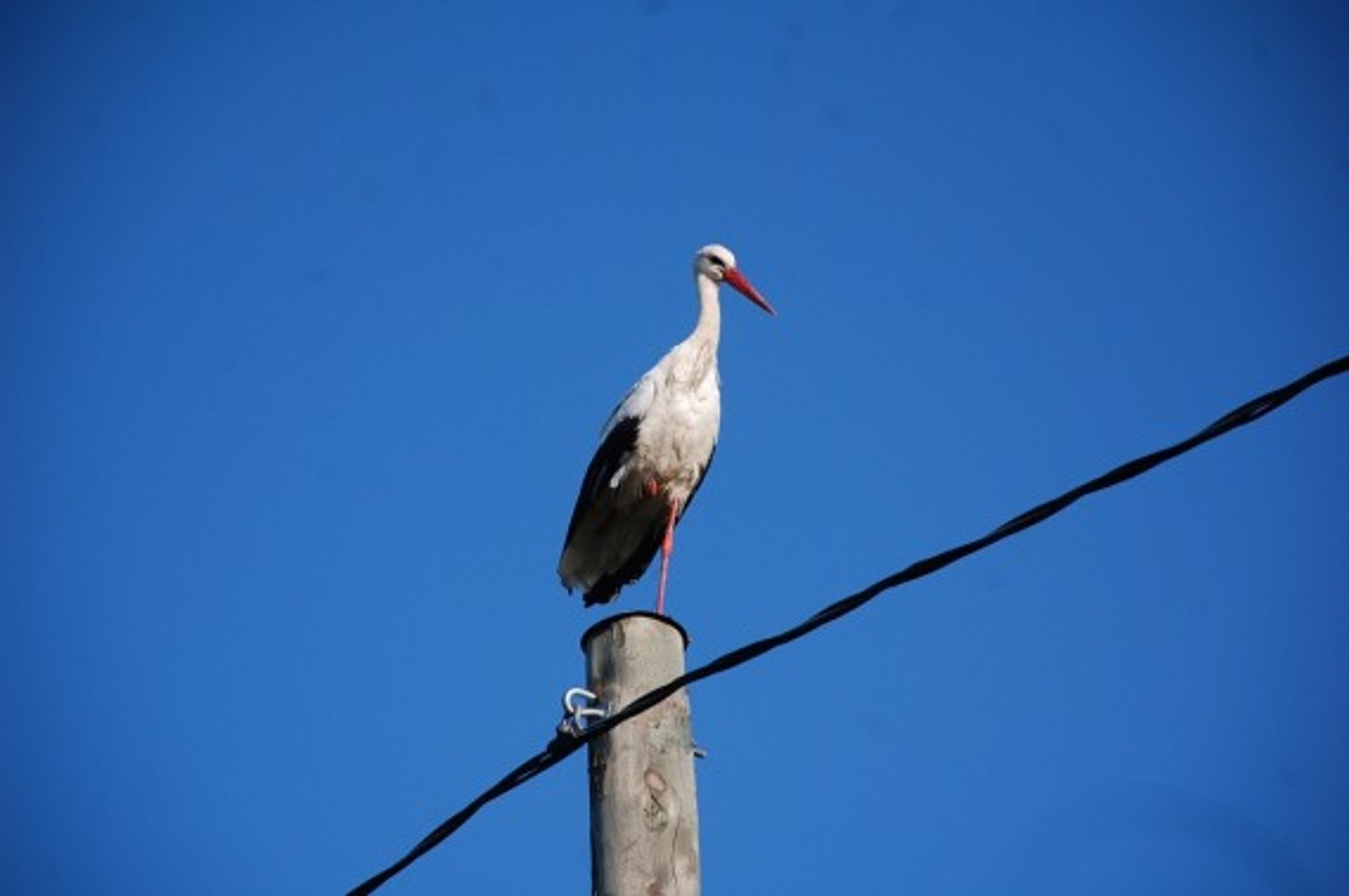 Daujėnų gandras žiemą migruoti nesirengia - Delfi grynas