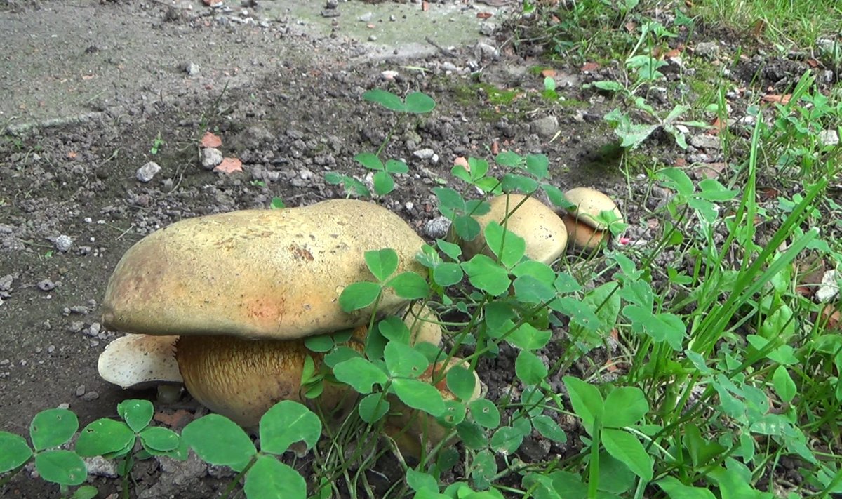 Daugiabučio kieme rado baravykų - Delfi grynas