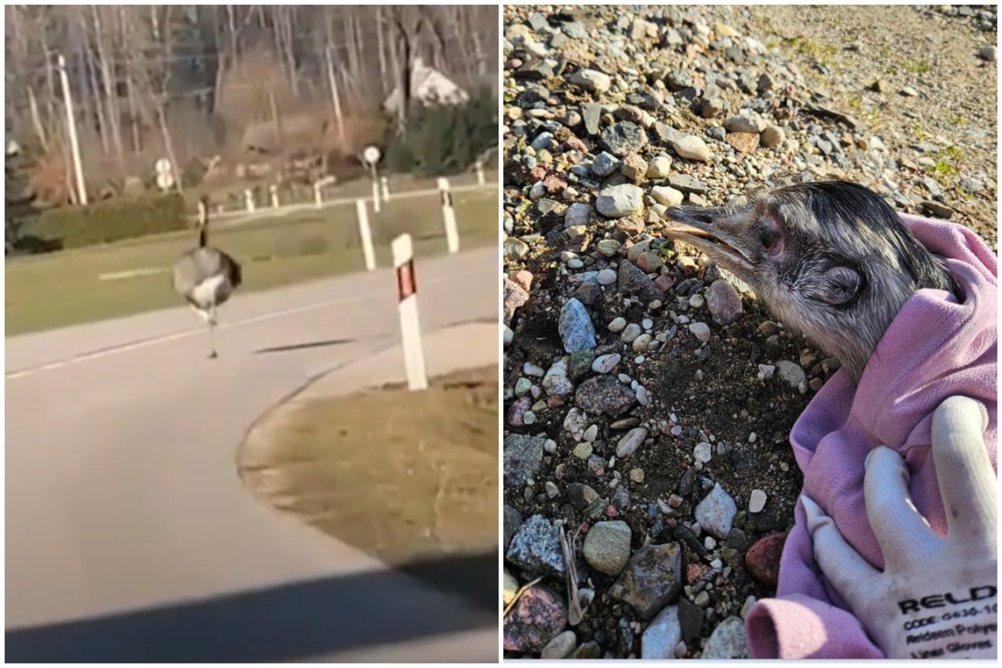 Kretingoje lakstęs strutis pagautas: šeimininkė sako, kad jo kelionės ...