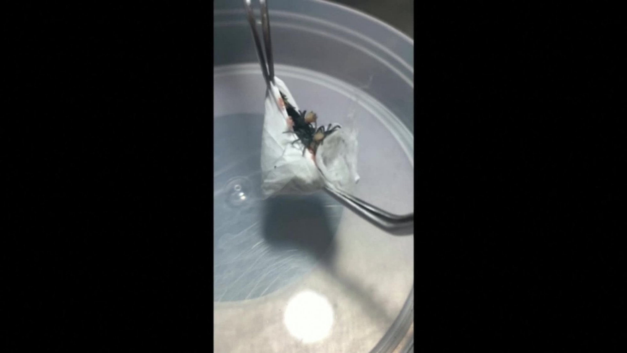 Vorai, kurių nuodai gali nužudyti suaugusįjį per 15 minučių - Delfi TV