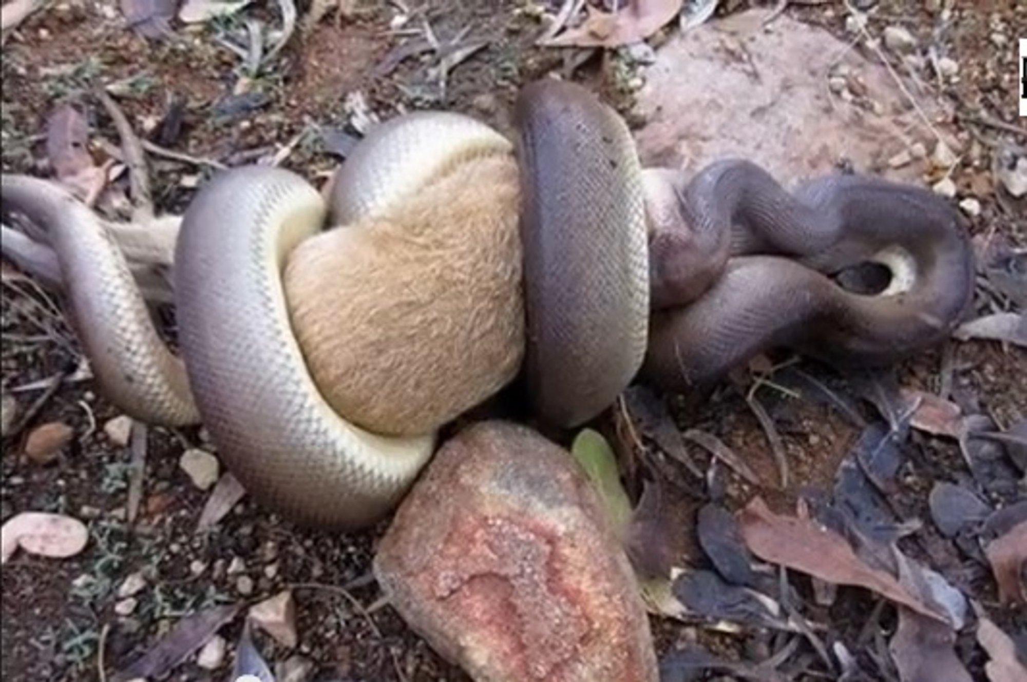 Australijoje pitonas surijo kengūrą - Delfi grynas