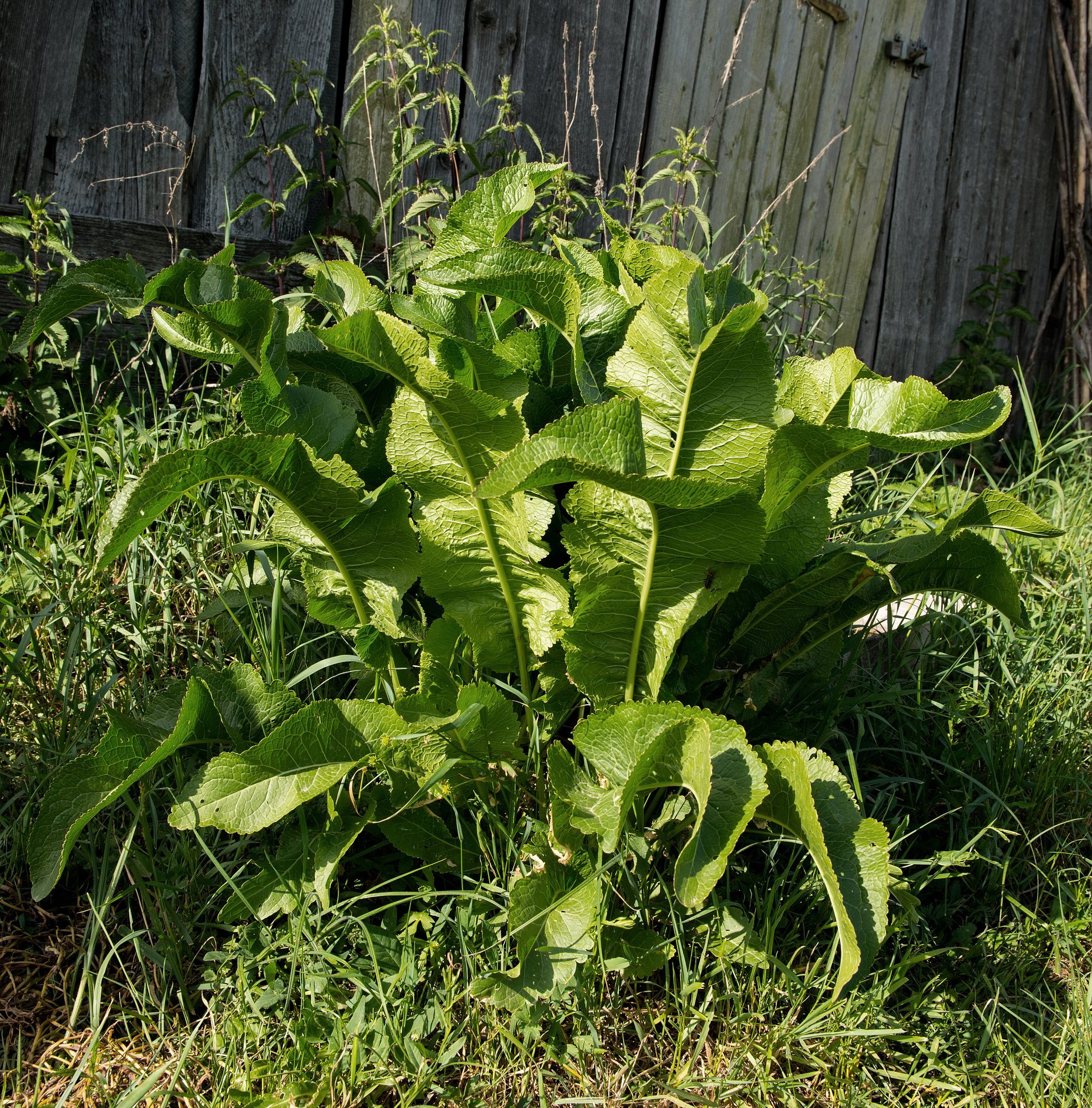 Valgomieji krienai – kaip užsiauginti patiems - Delfi agro