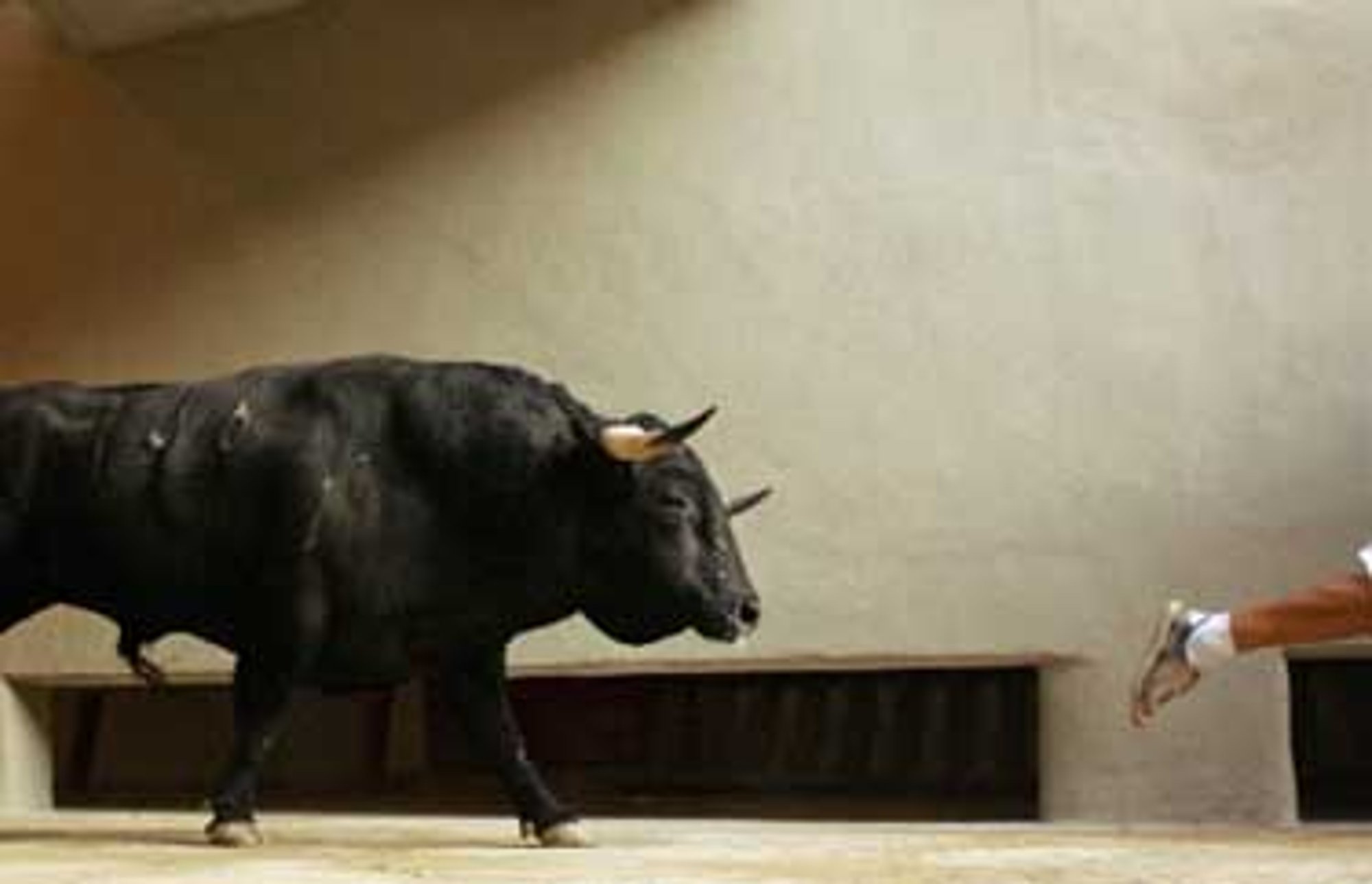 Airijos aludės lankytojus šokiravo netikėtai įsiveržęs bulius - Delfi