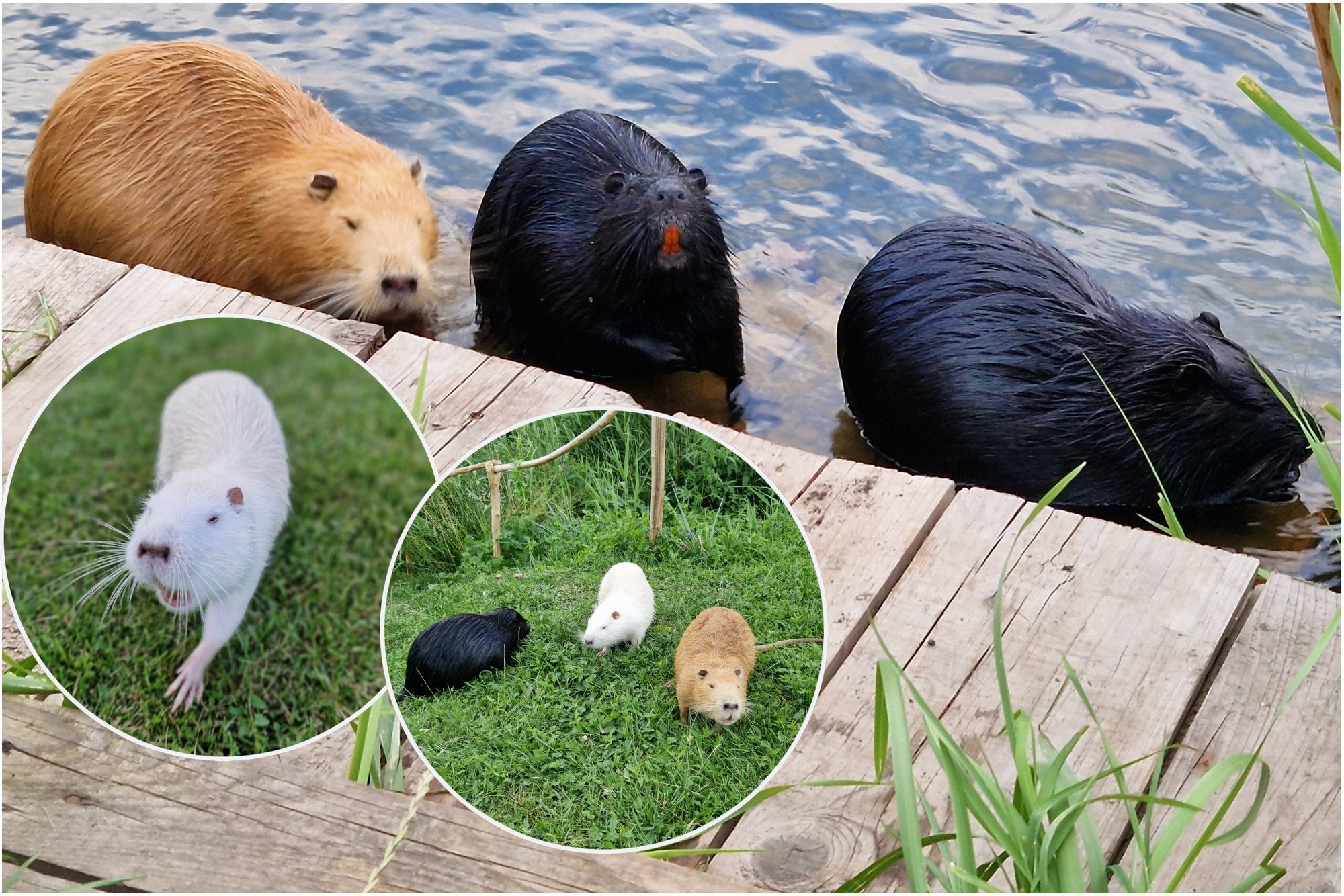 Upėje apsigyveno būrys į bebrus panašių graužikų: atbėga pakviesti ir valgo kone iš rankų ...