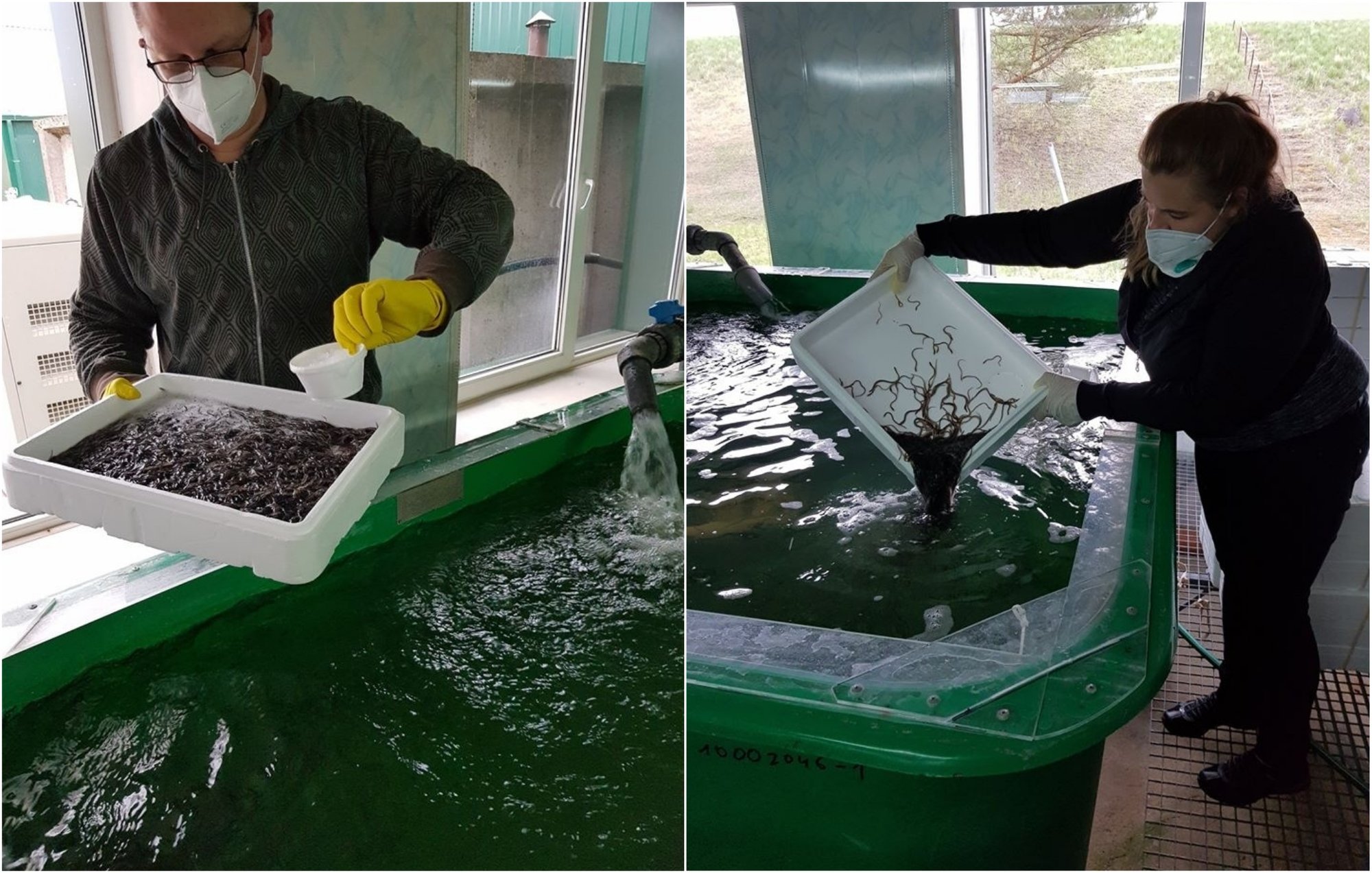 Žuvininkystės tarnybą sėkmingai pasiekė stiklinės stadijos unguriai ...