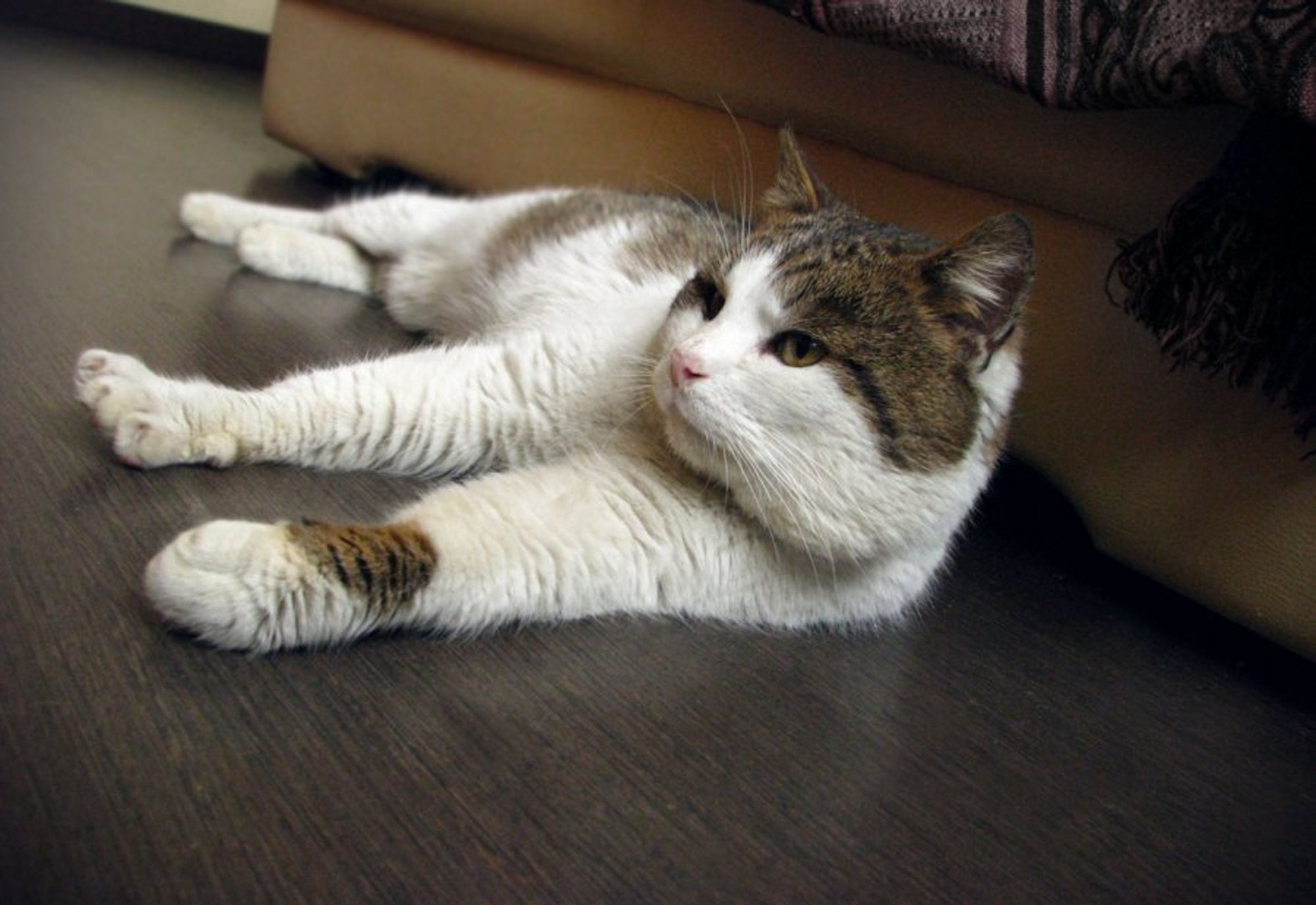 Ieškau namų. Paviljono kalinys Fricas ieško namų! - Delfi kartu