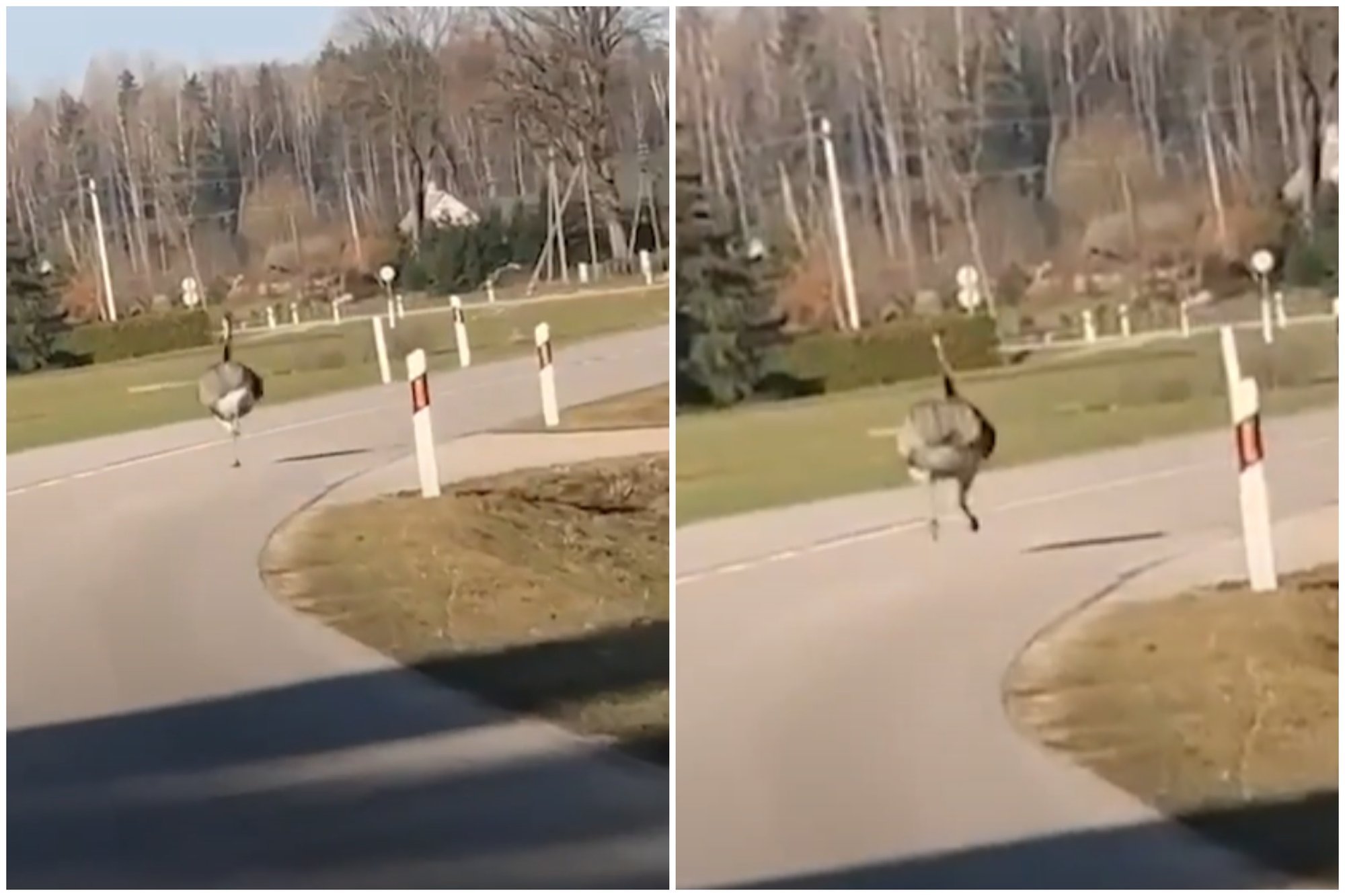 Kretingos apylinkėse laksto strutis: pabėgimo priežastis – pavydas dėl ...