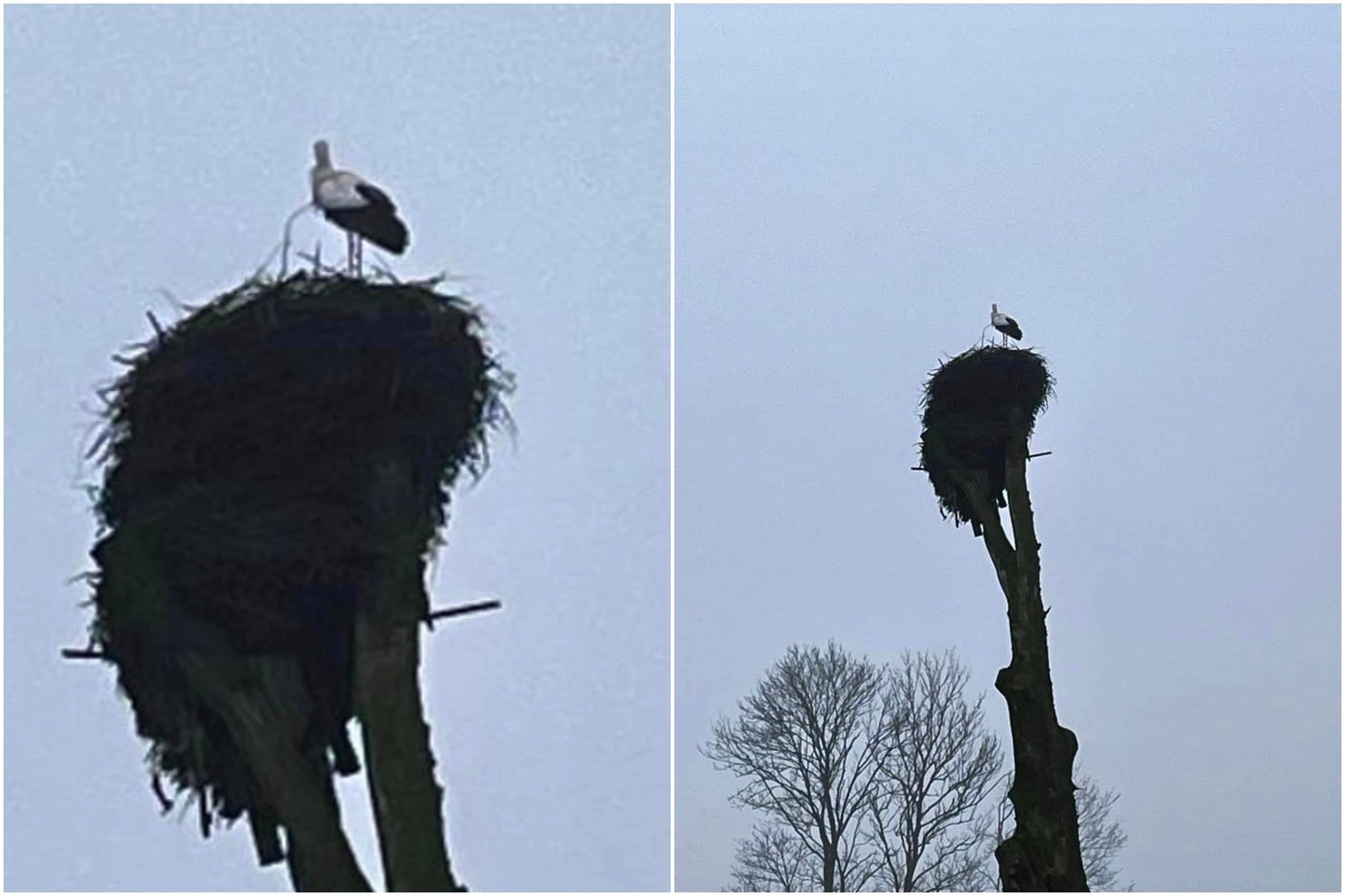 Жители говорят, что вернулись аисты, но у орнитолога есть иное ...