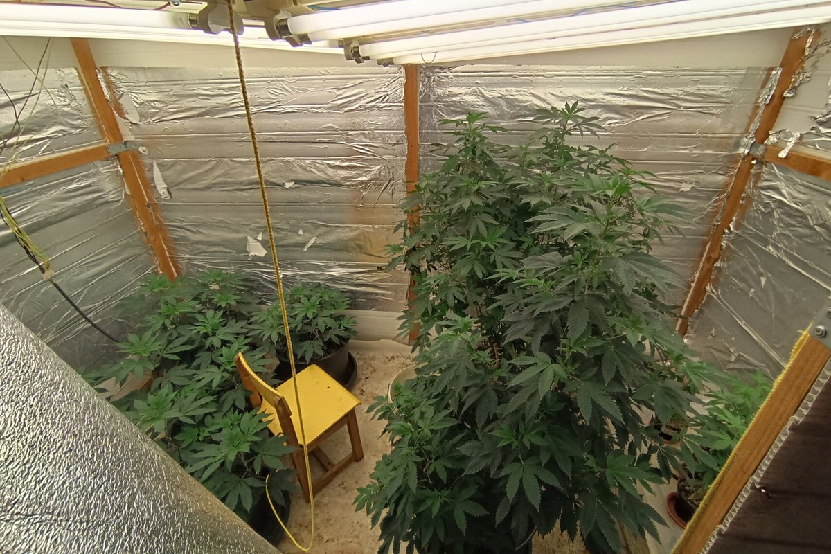 Šiaulietis už kanapių auginimą mamai gavo 4 metus kalėjimo - Delfi