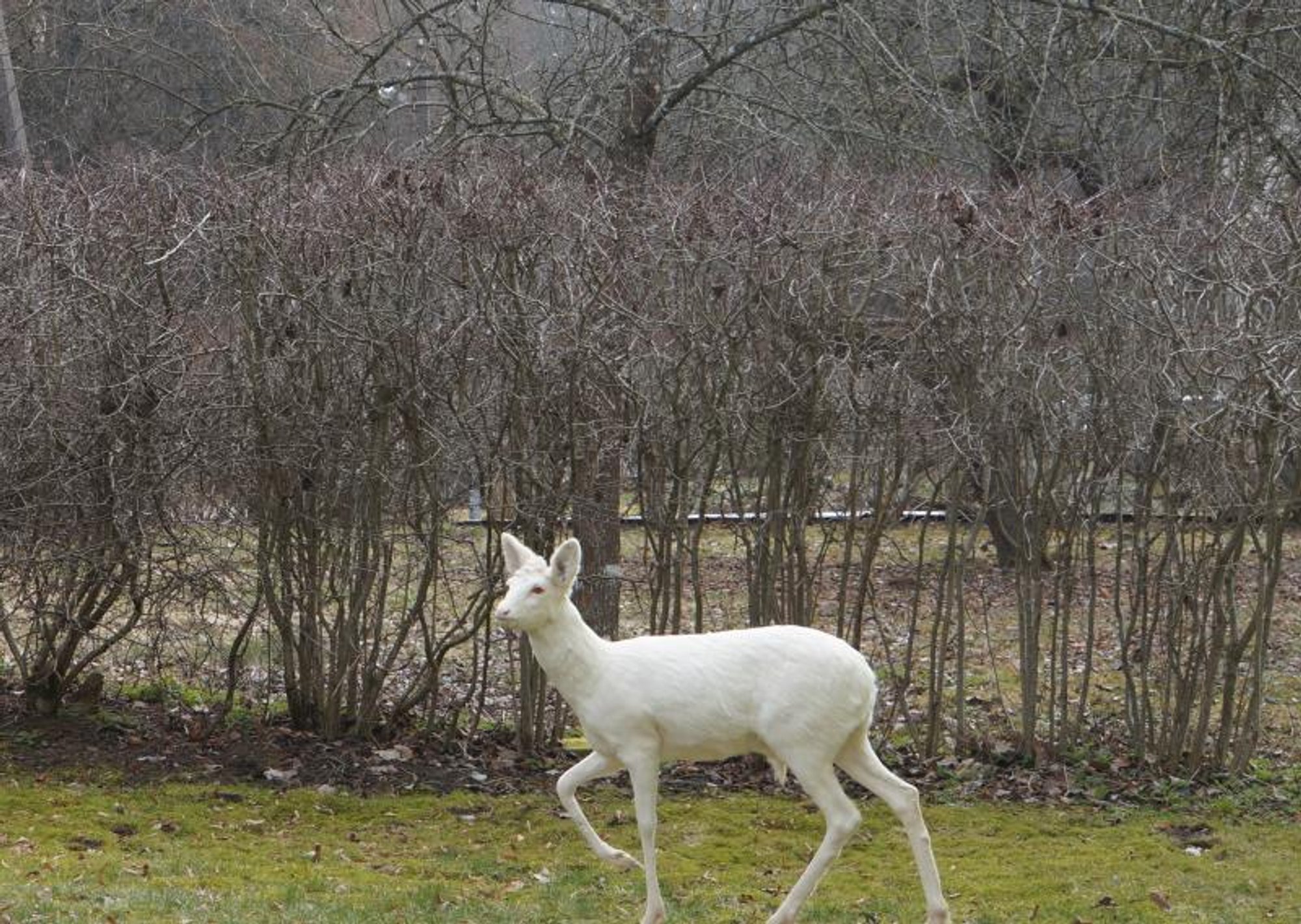 Tytuvėnų regioninis parkas pašmaikštavo: užfiksuota stirna albinosė ...