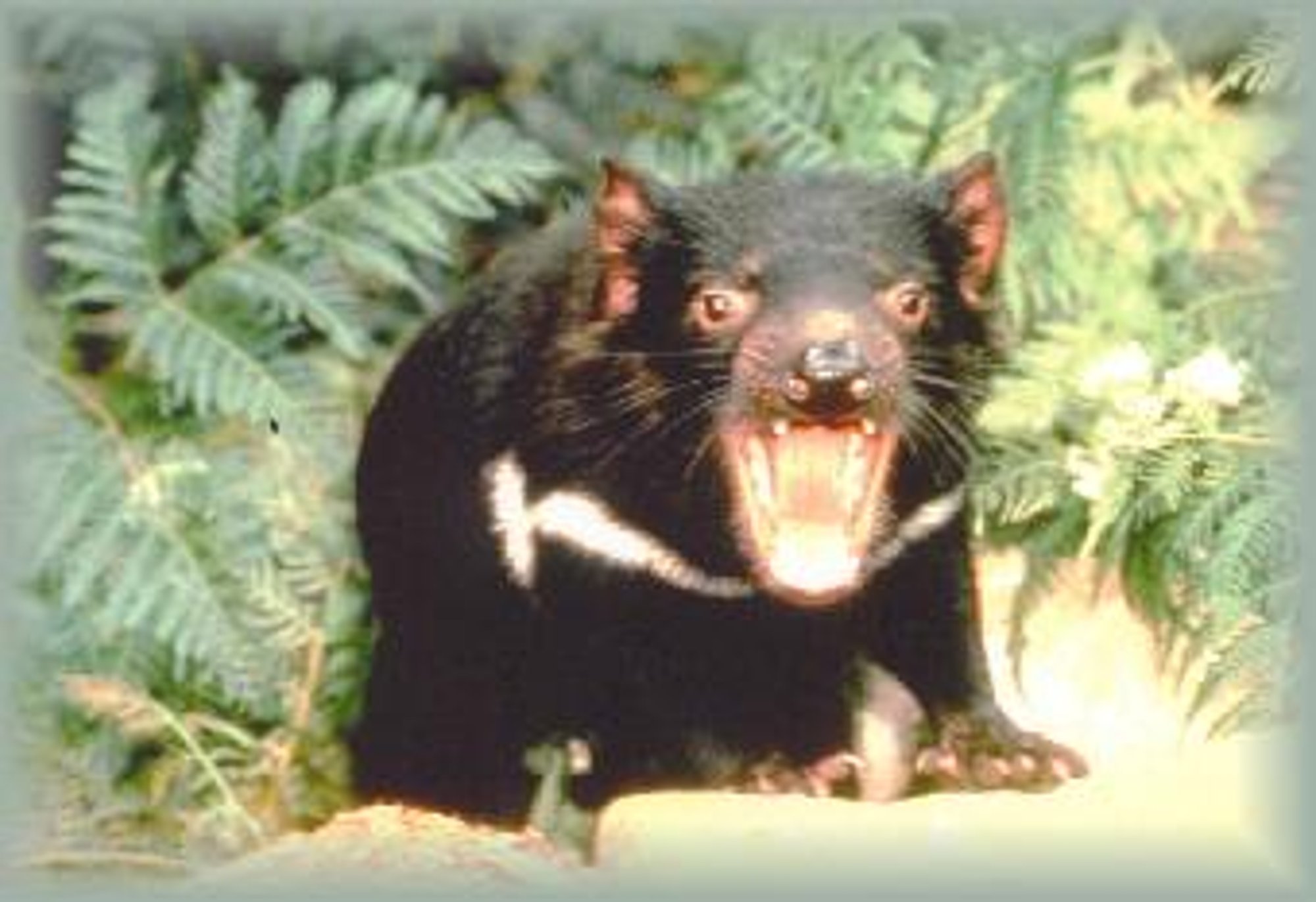 Paslaptingas vėžys žudo Tasmanijos velnius - Delfi mokslas