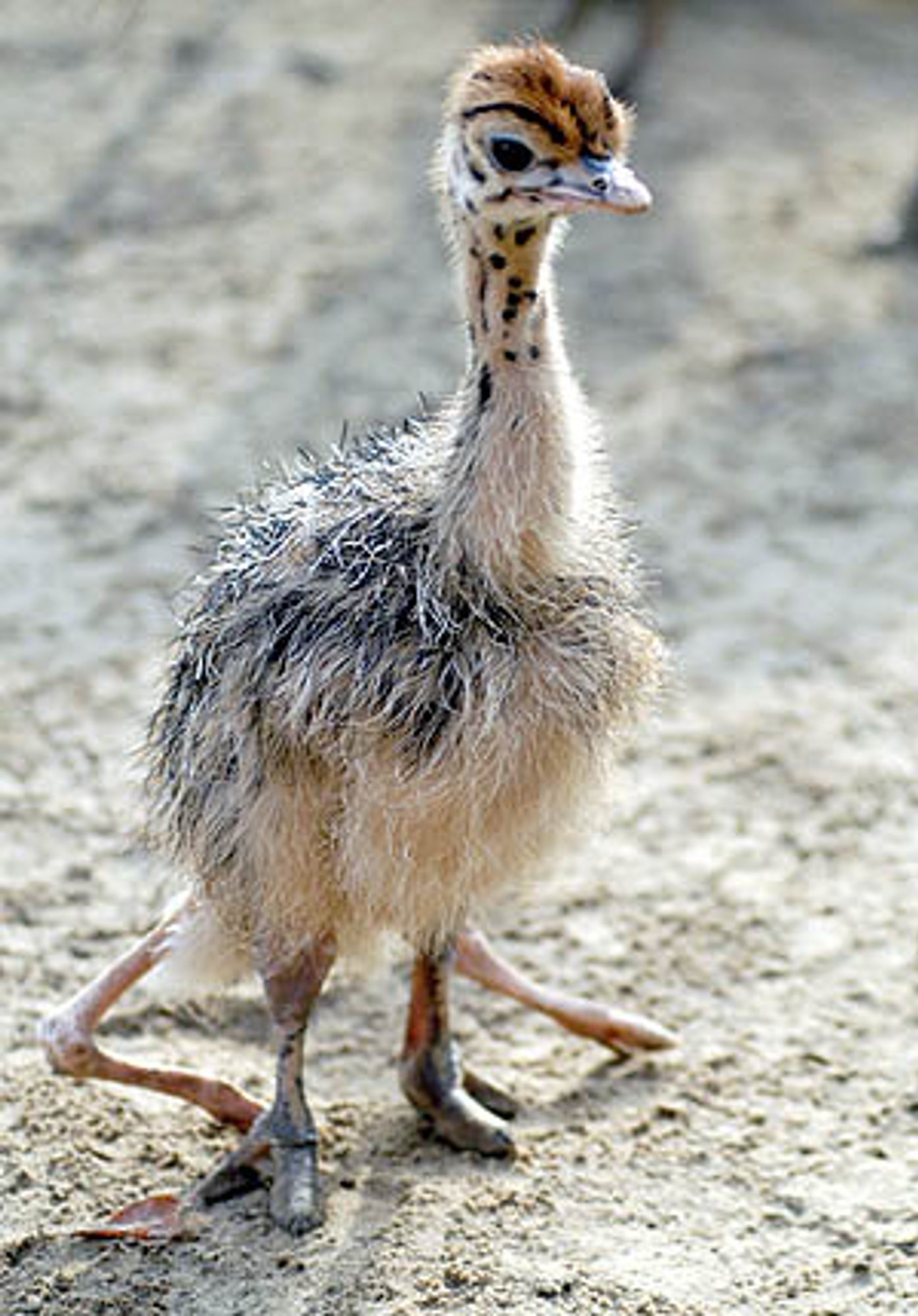 Lenkijoje išsirito keturkojis strutis - Delfi
