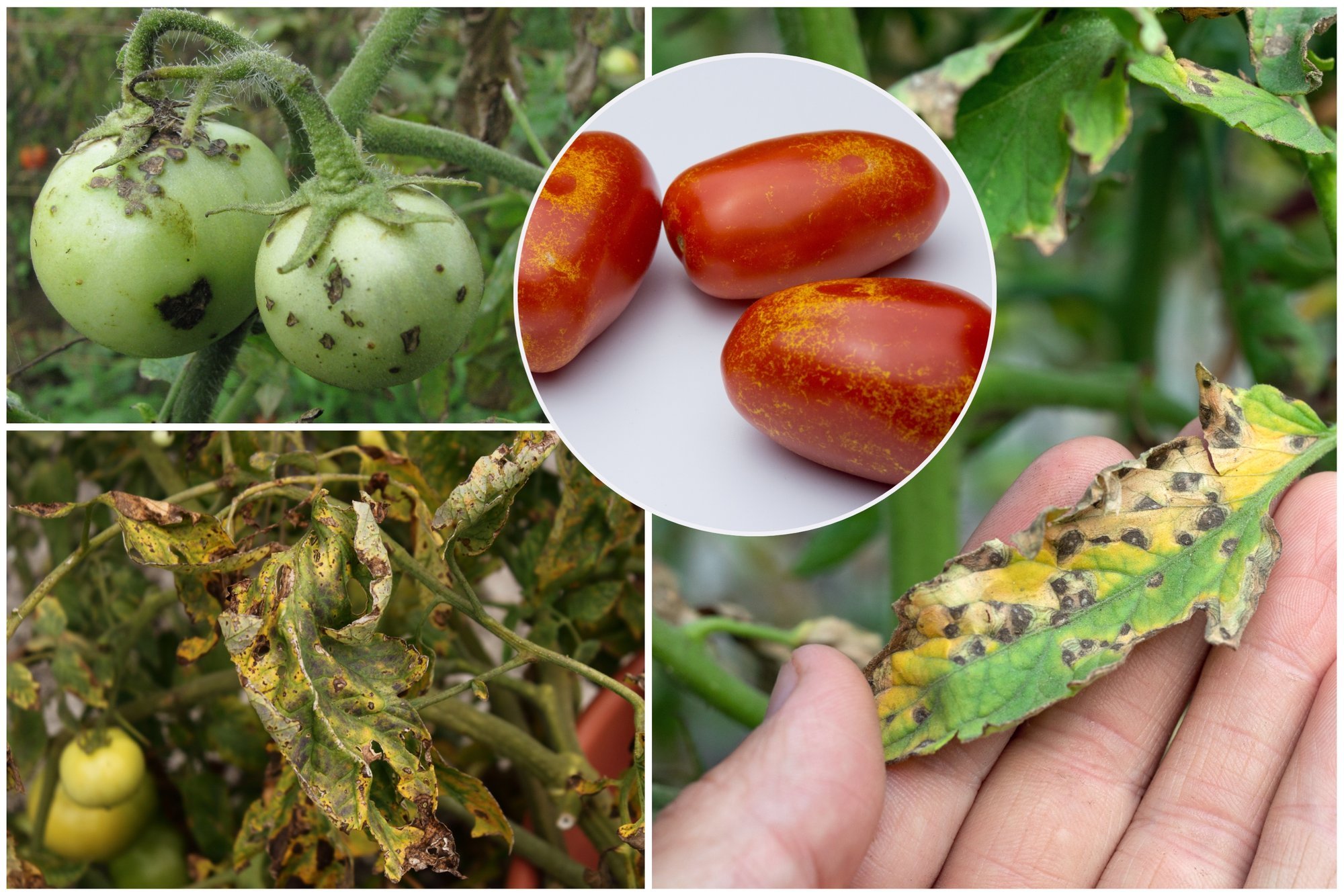 7 dažnos pomidorų ligos: kaip jas atpažinti ir kuo gydyti - Delfi grynas