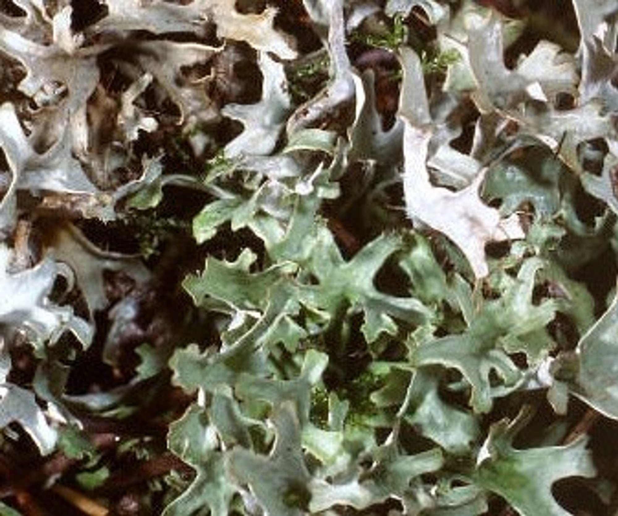 Net ir kerpės gydo - Delfi gyvenimas