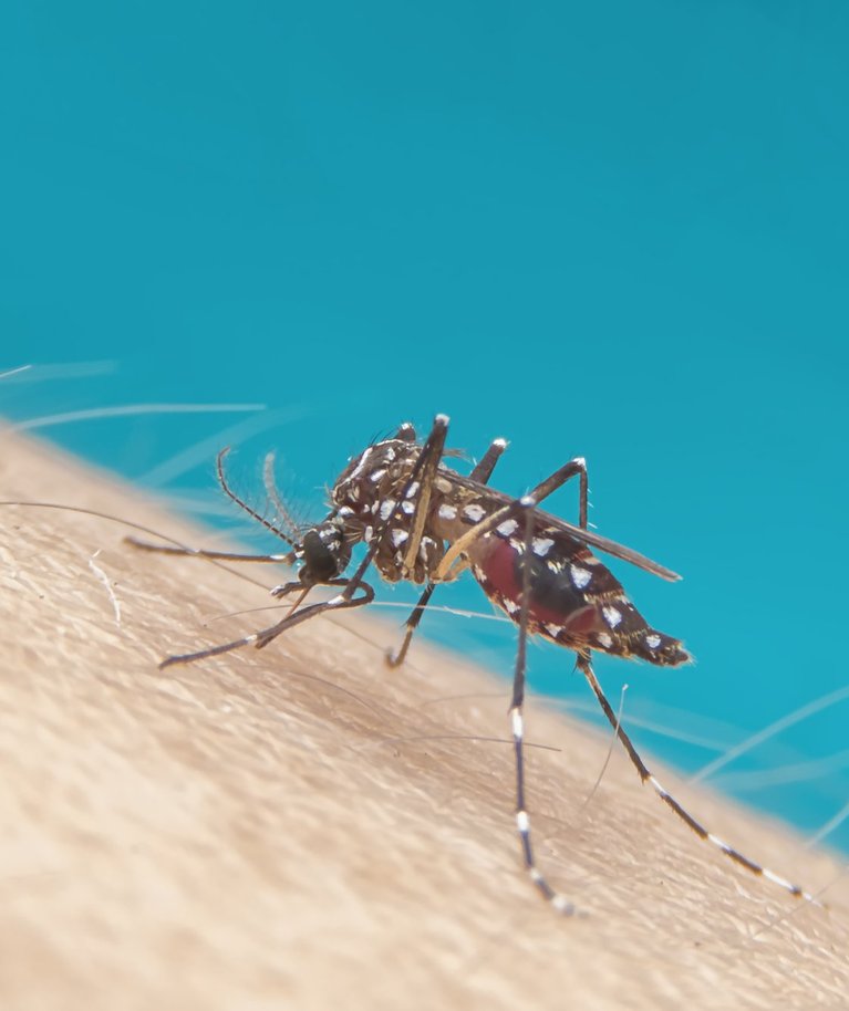 Uodai nemėgsta šių kvapų – apsaugos priemonės namams, poilsiui gamtoje ...
