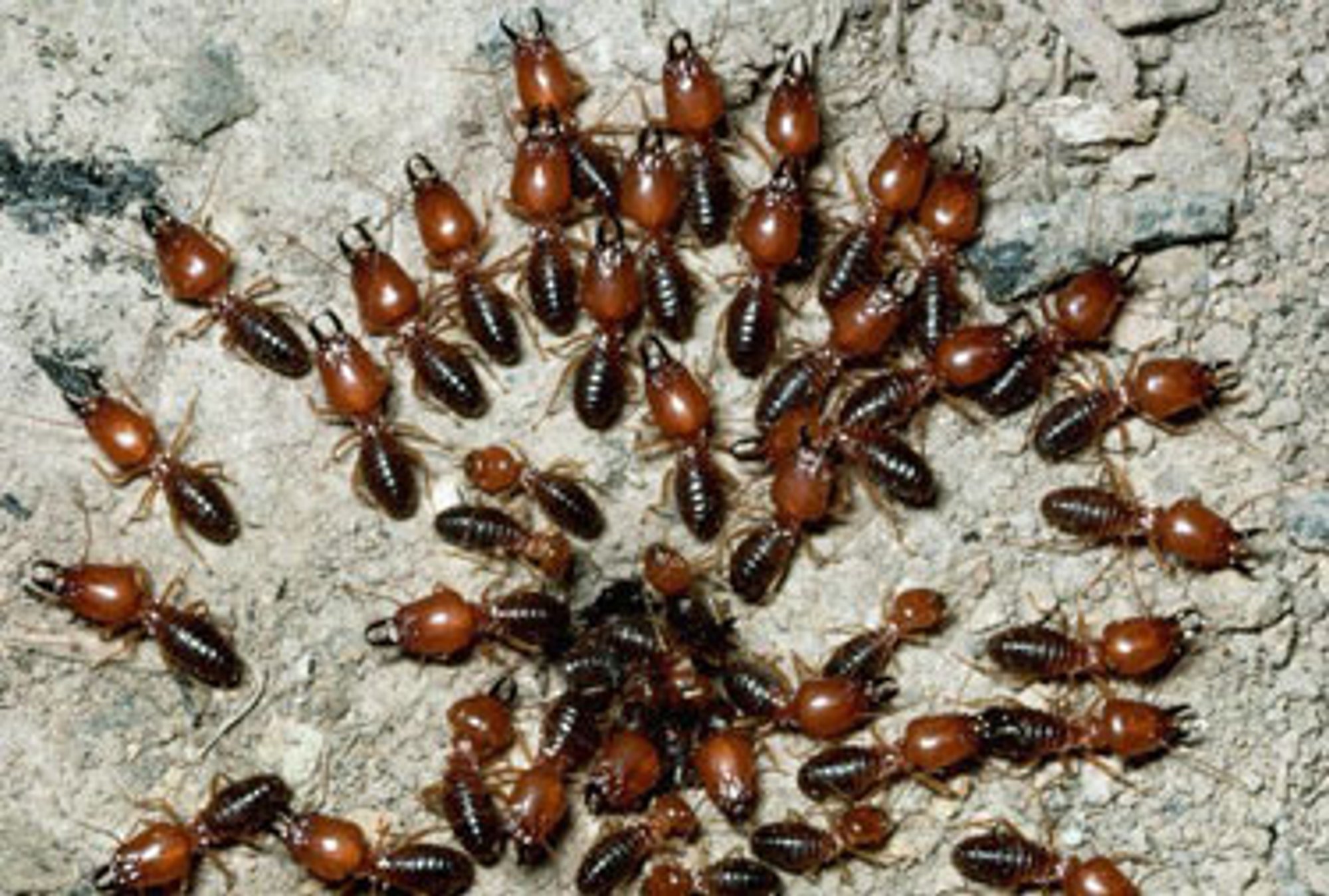 Termitai keičia planetos klimatą - Delfi mokslas