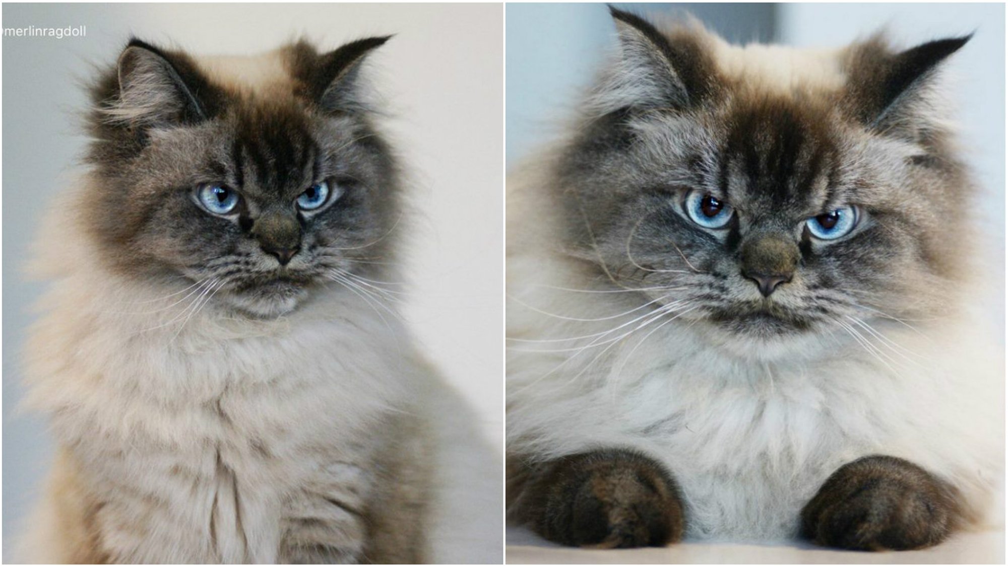 Katinas, kuriam įtikti neįmanoma: pažiūrėkite, koks jis piktas - Letena.lt