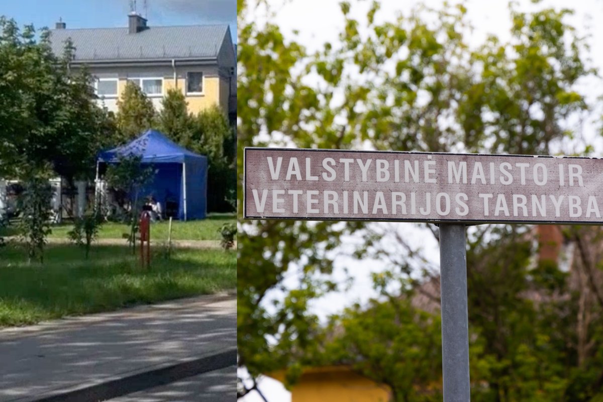 Šalia VMVT – iš proto vedantys kastruojamų paršelių klyksmai - Delfi kartu