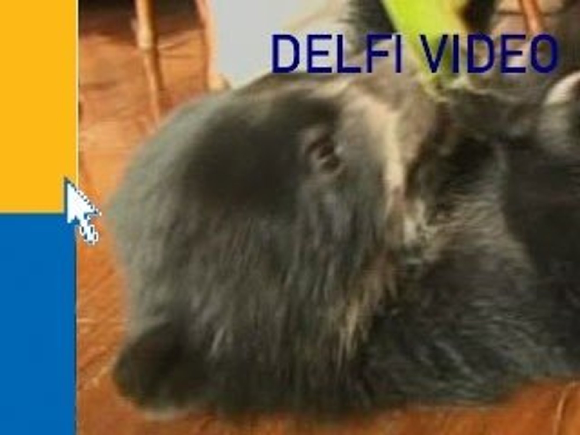 Lokio jaunikliui neliko vietos zoologijos sode - Delfi TV