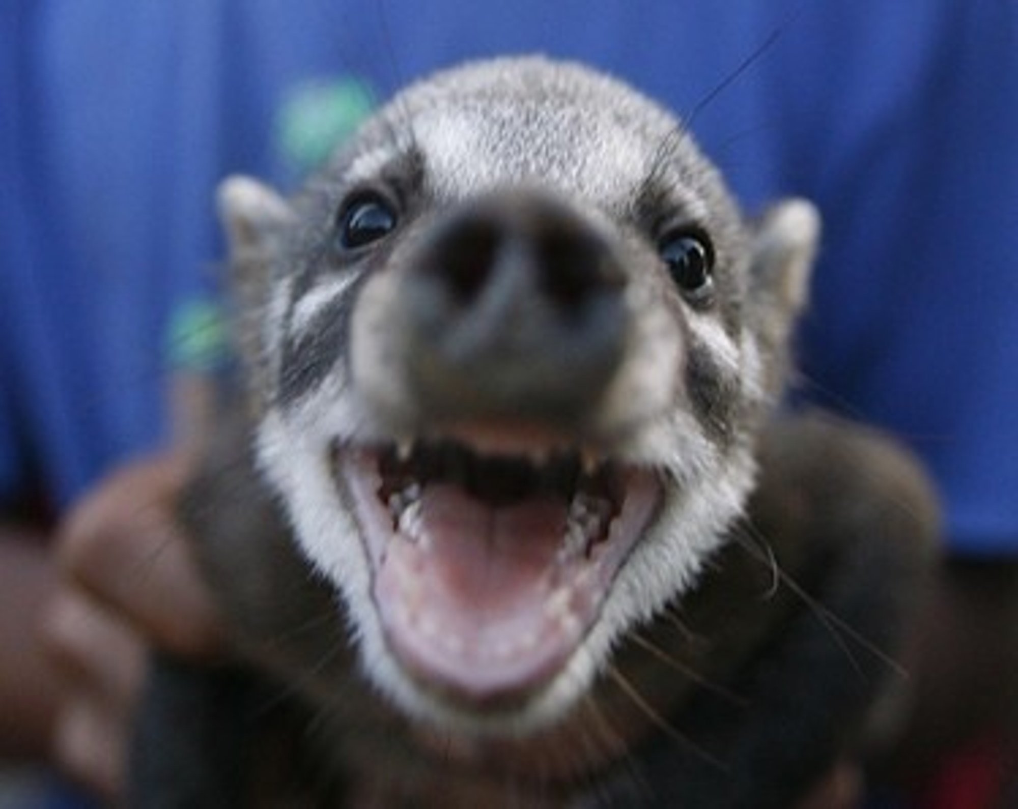 В Германии пьяный барсук заблокировал движение - Delfi RU